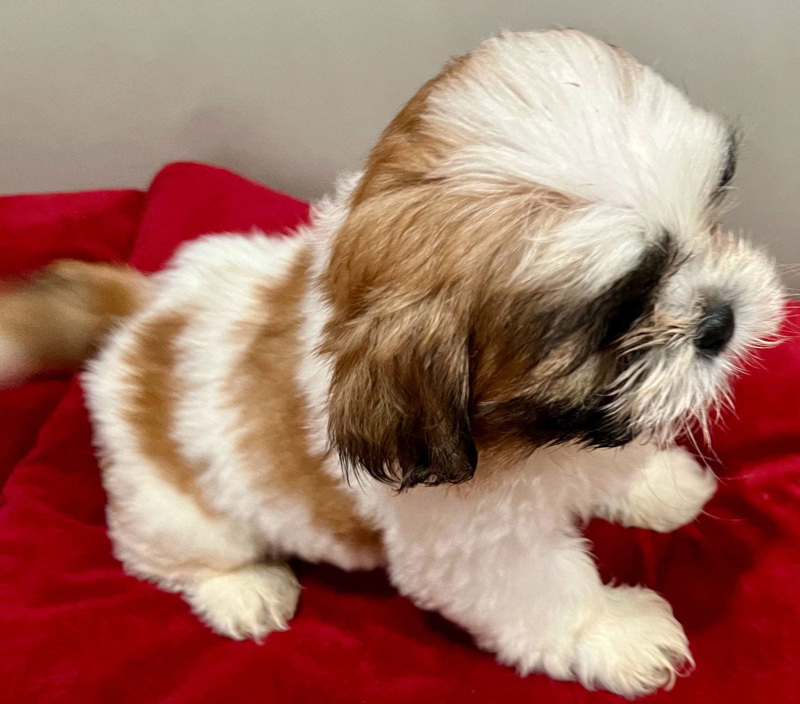 Adopt Charo Today - Find Paw Pal