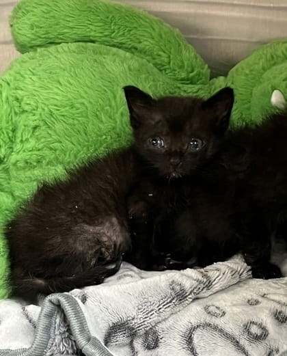 Adopt Vampire Bat Today - Find Paw Pal