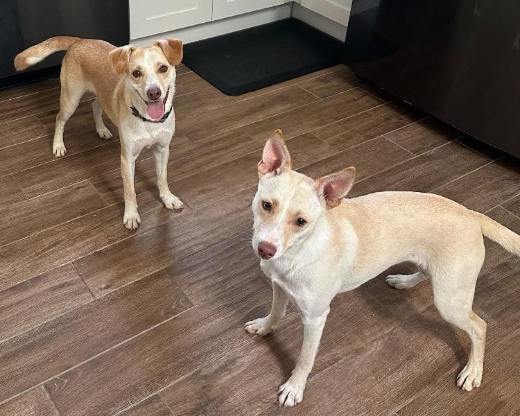Adopt Jack and Jackie (Bonded siblings) Today - Find Paw Pal