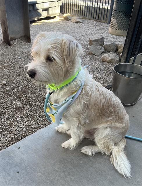 Adopt BUDDY Today - Pets TheCountyOffice