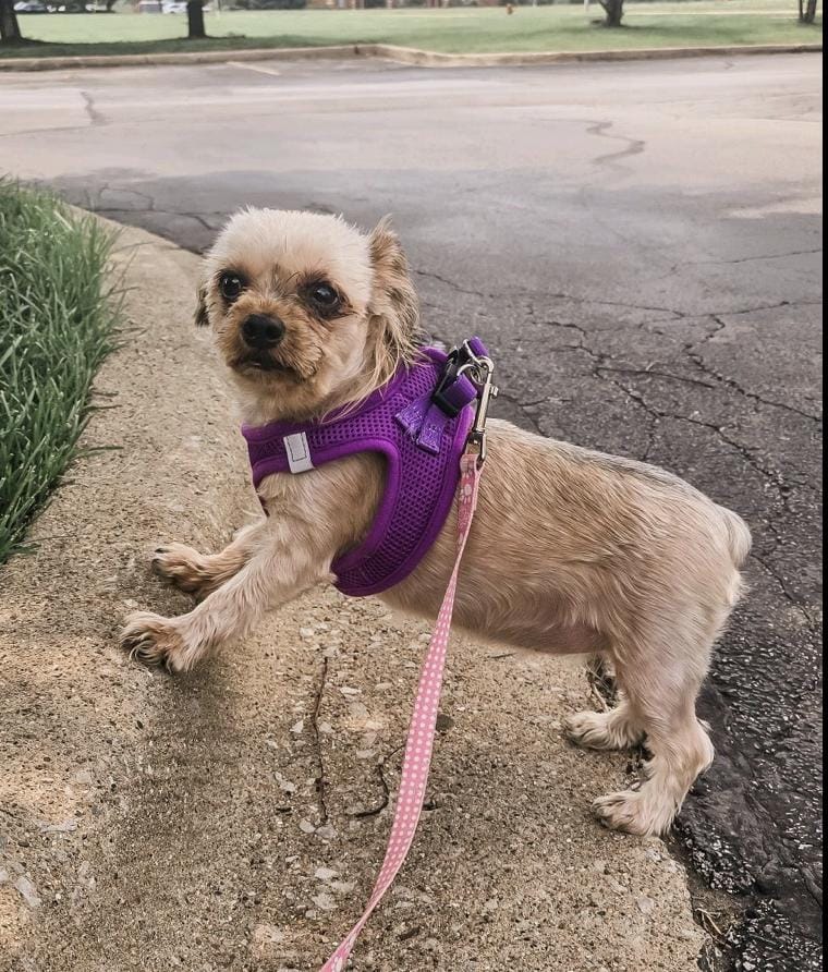 Adopt Sweet Pea Today - Pets TheCountyOffice