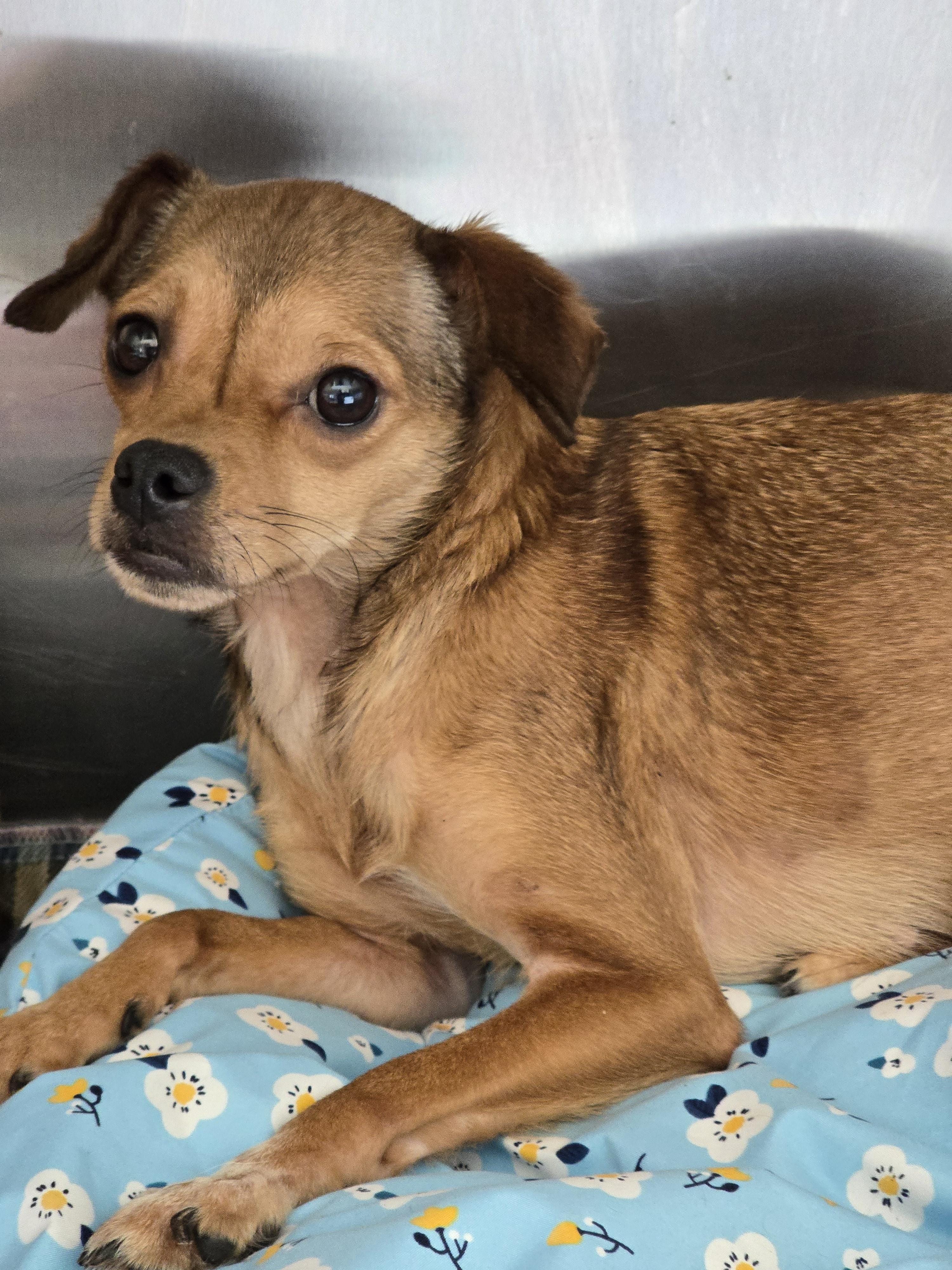 Adopt Sweet pea Today - Pets TheCountyOffice