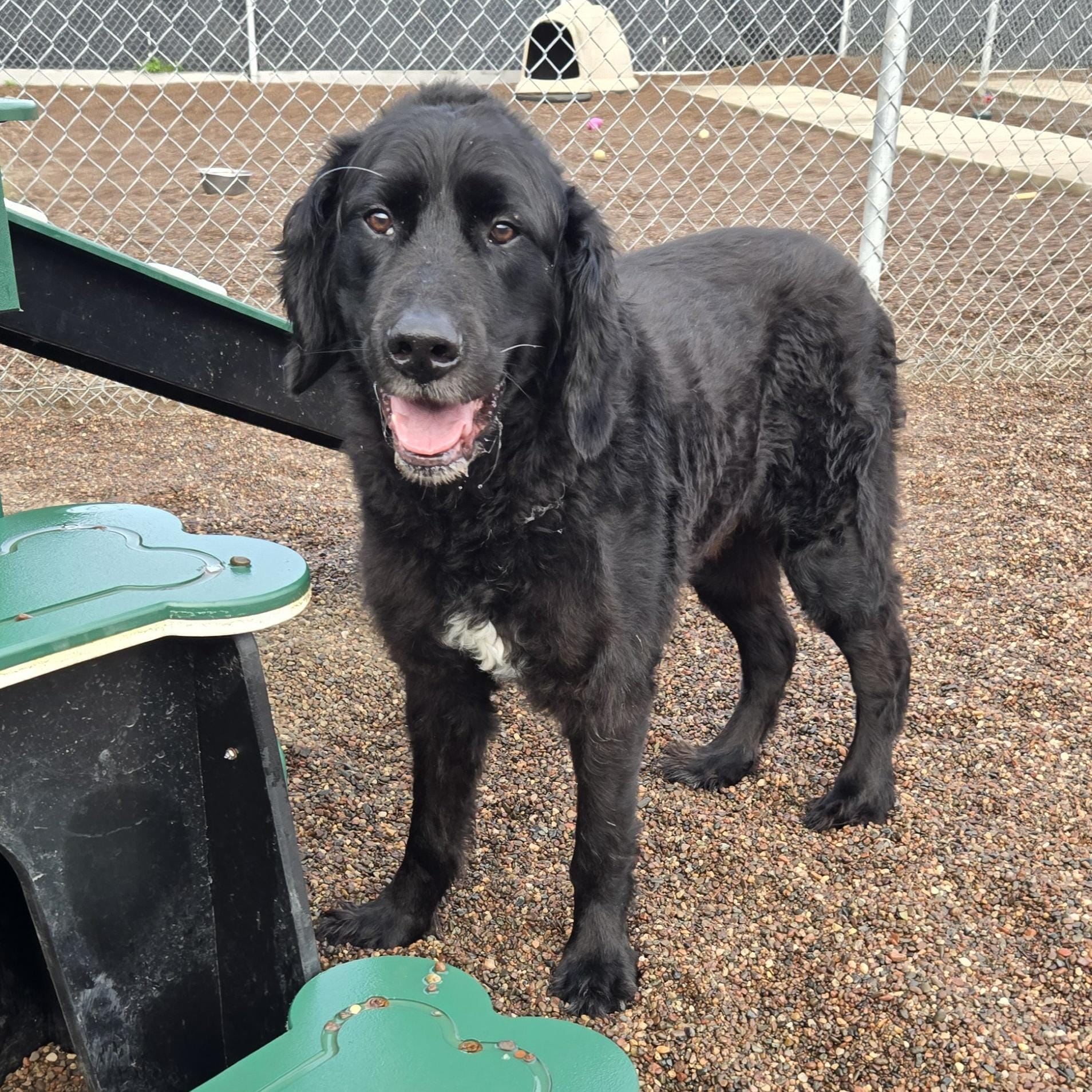 Adopt Doc Today - Find Paw Pal