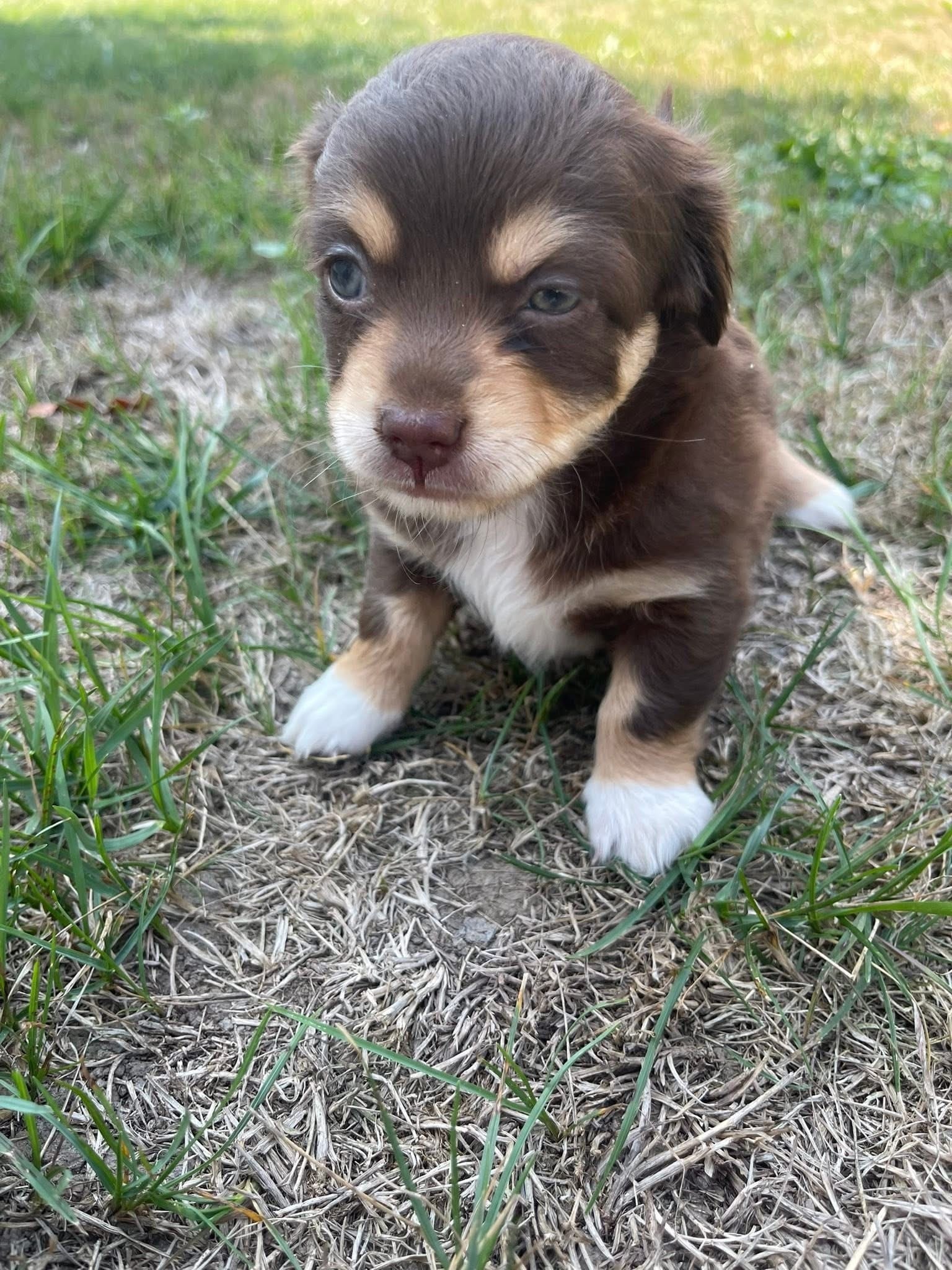 Adopt Honey Bun Today - Pets TheCountyOffice