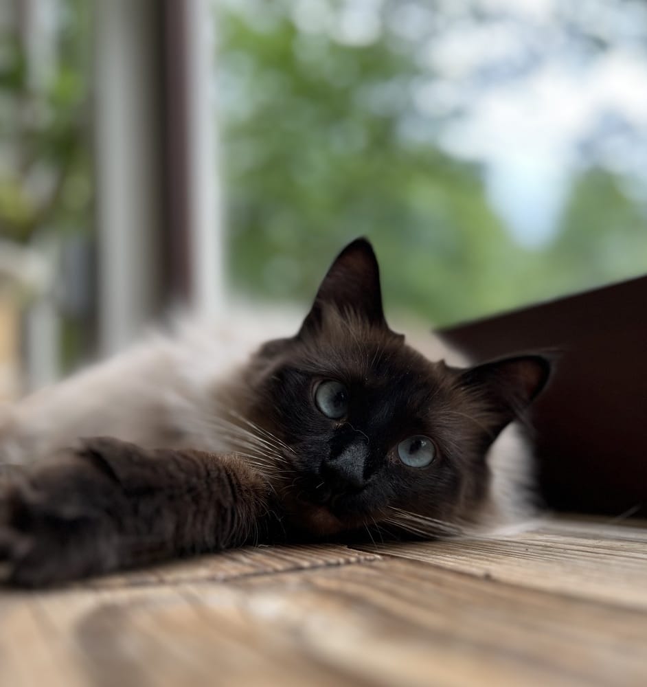 Adopt Katy Hunter Today - Pets TheCountyOffice