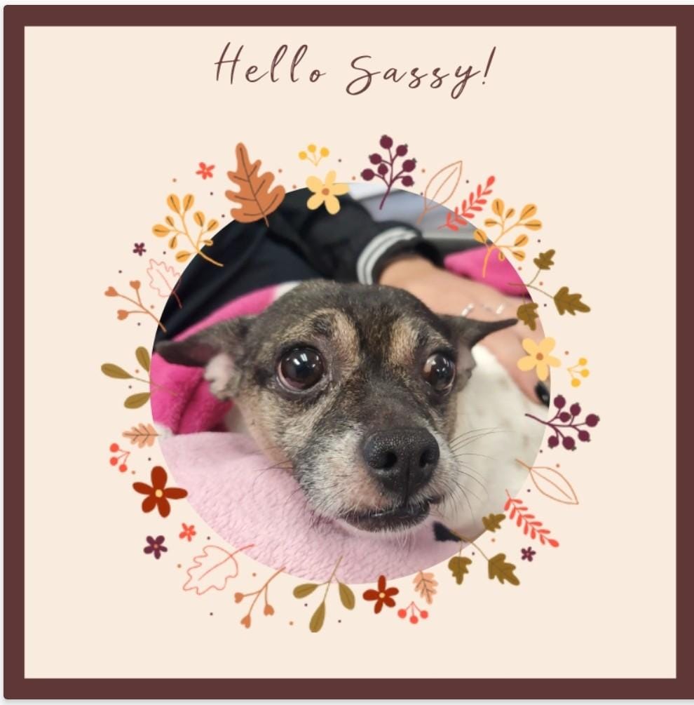 Adopt Sassy Today - Pets TheCountyOffice