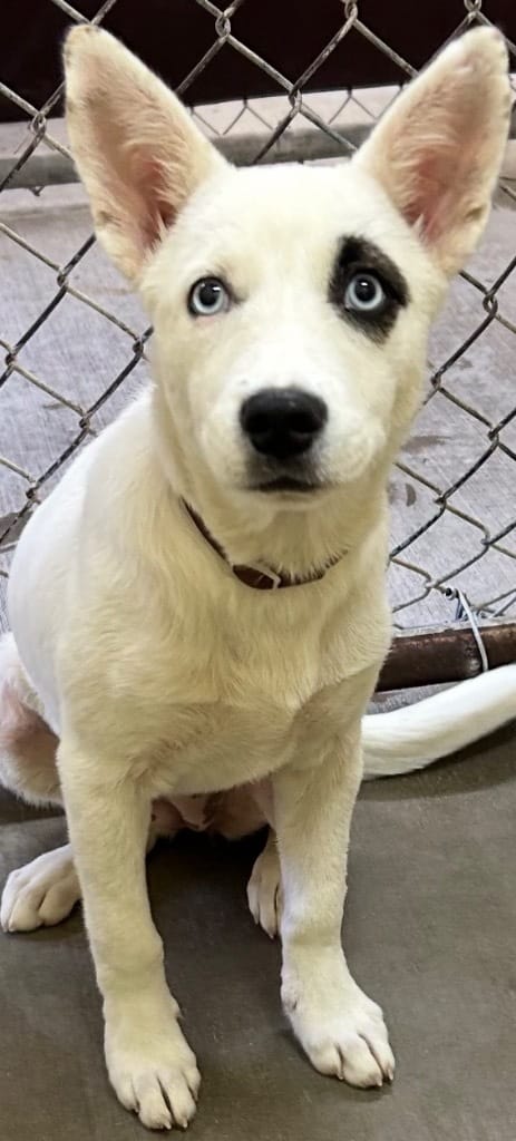 Adopt SYBIL Today - Find Paw Pal