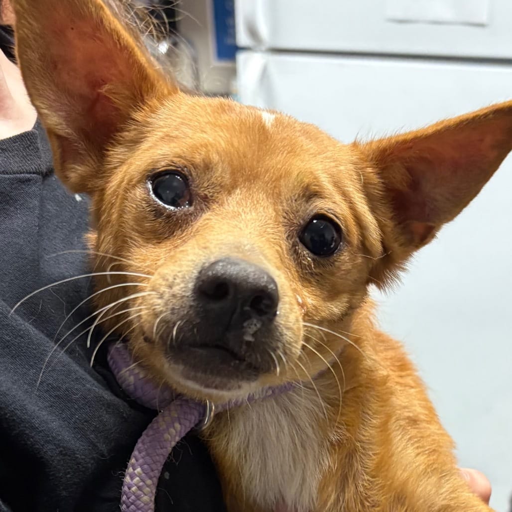 Adopt Bobo Today - Pets TheCountyOffice