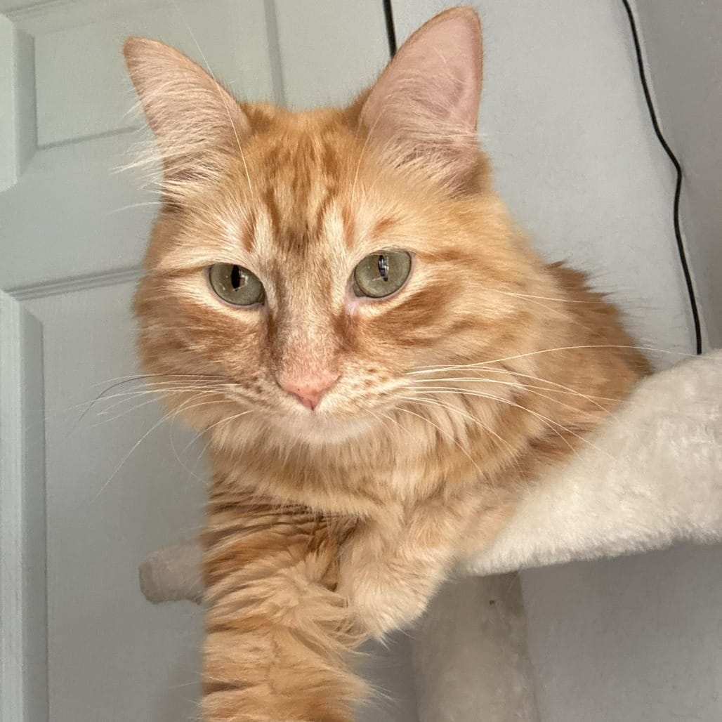 Adopt Ginger Today - Pets TheCountyOffice