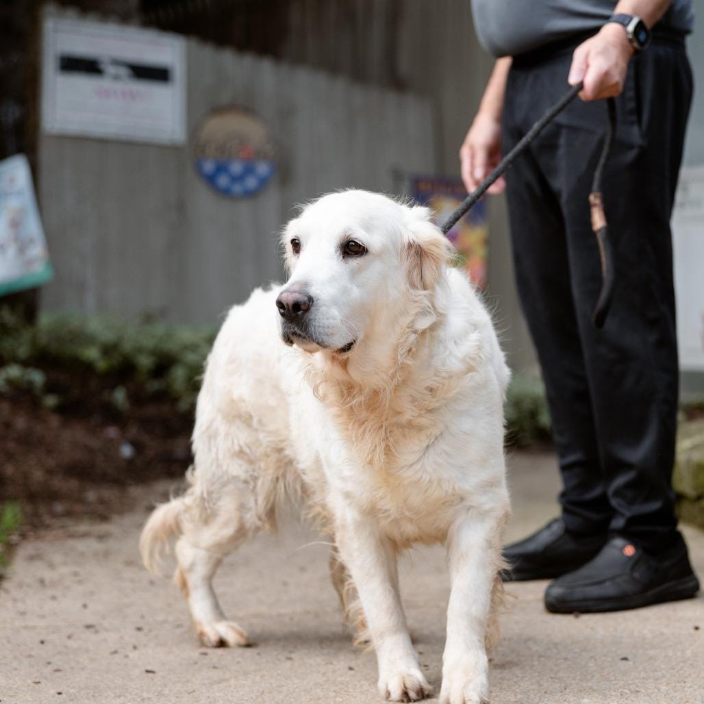 Adopt Betty Today - Pets TheCountyOffice