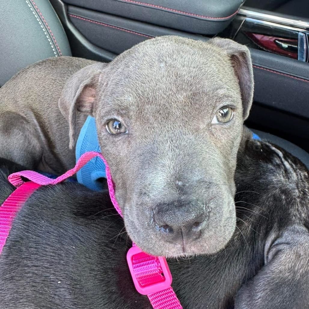 Adopt Sprout Today - Pets TheCountyOffice