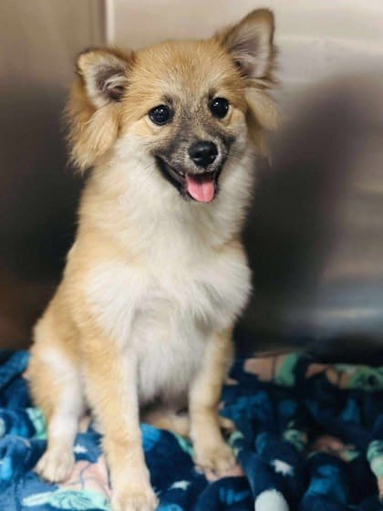 Adopt Leo Today - Pets TheCountyOffice