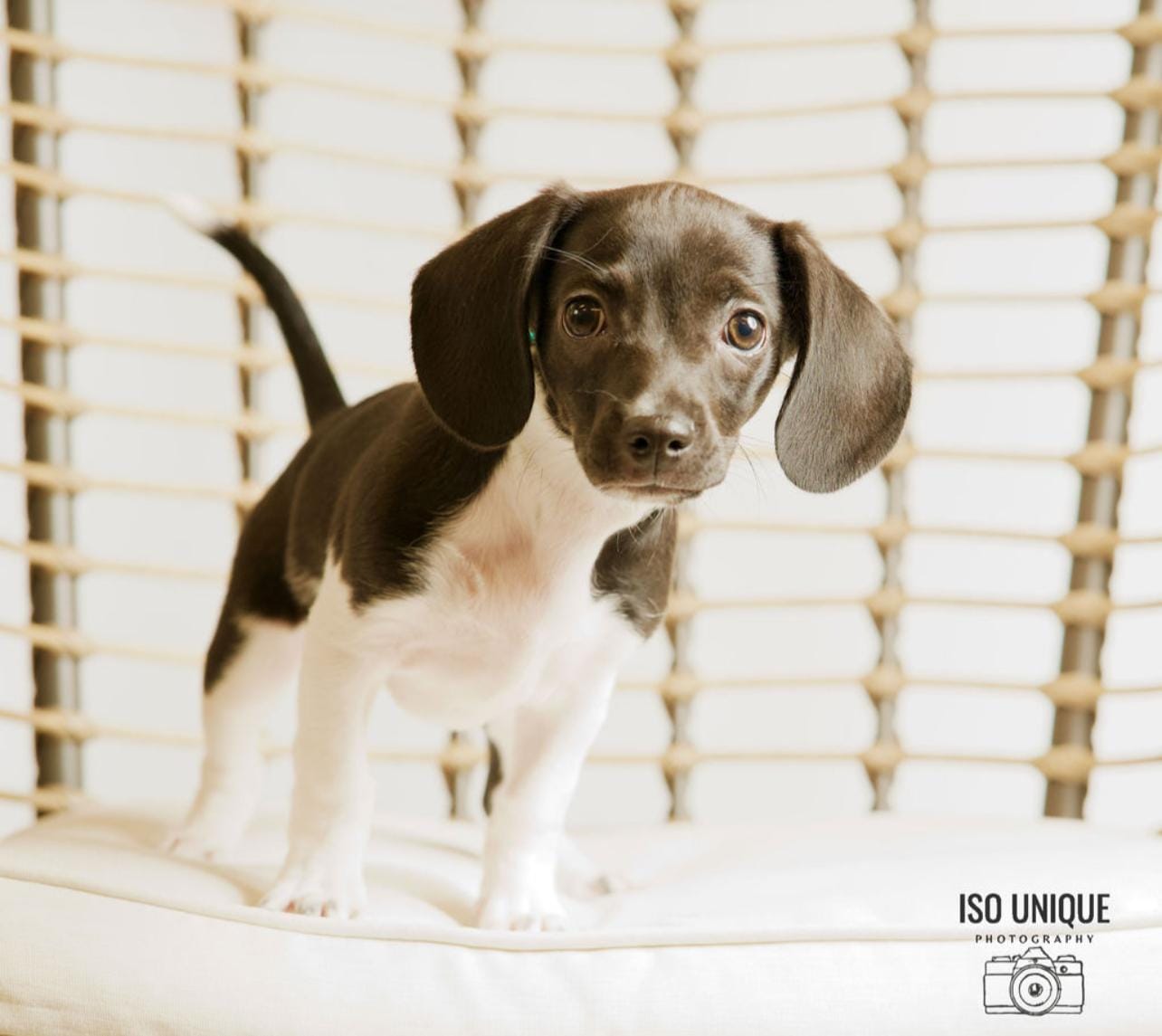 Adopt Tabitha Today - Pets TheCountyOffice