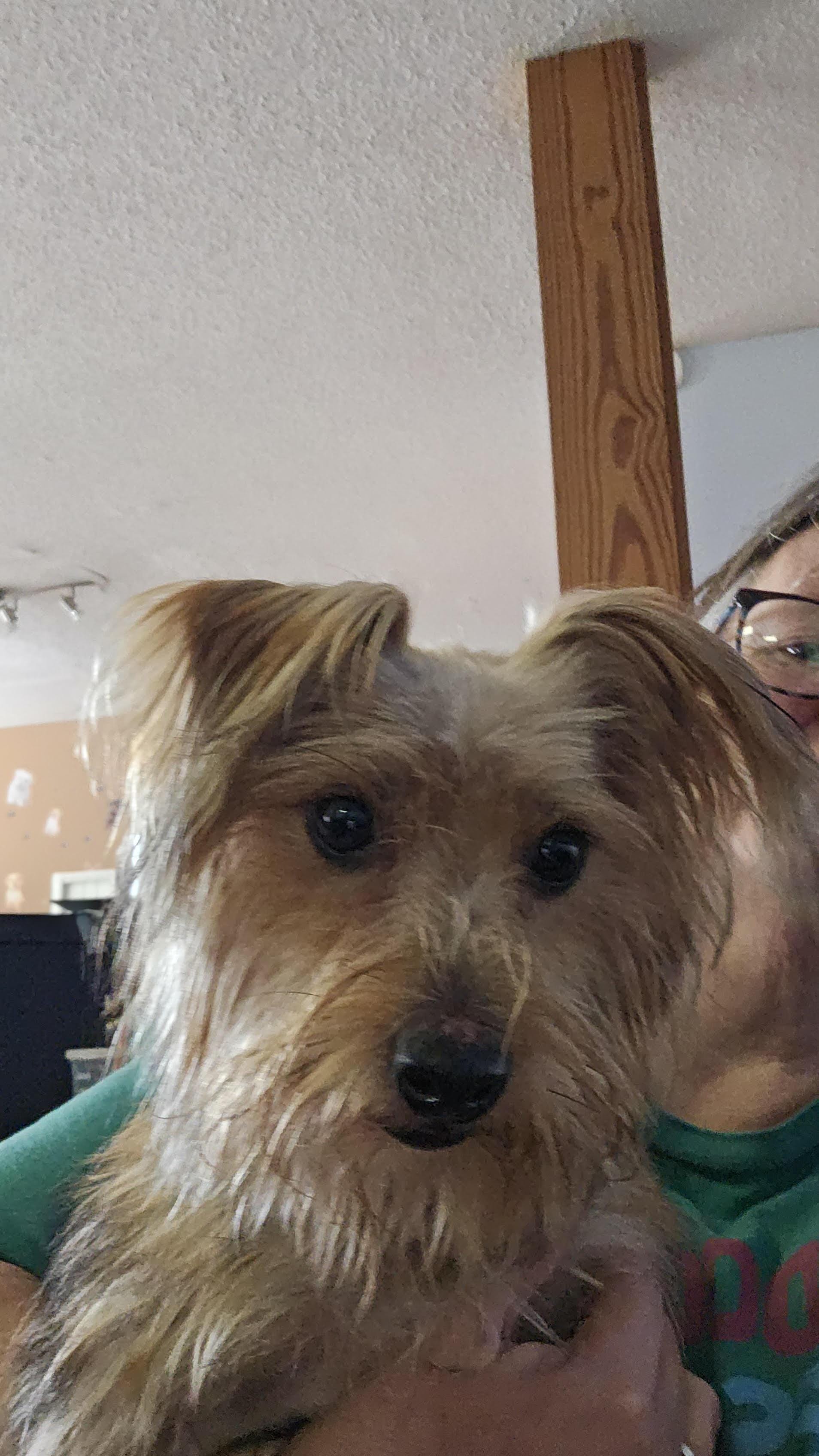 Adopt Stanley Today - Pets TheCountyOffice
