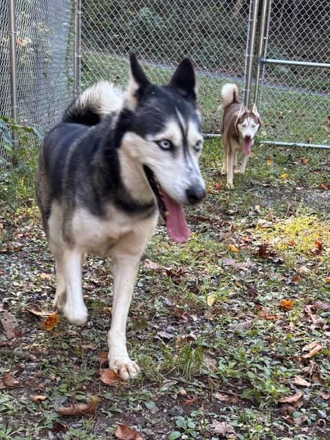 Adopt Lucy Lou Today - Find Paw Pal