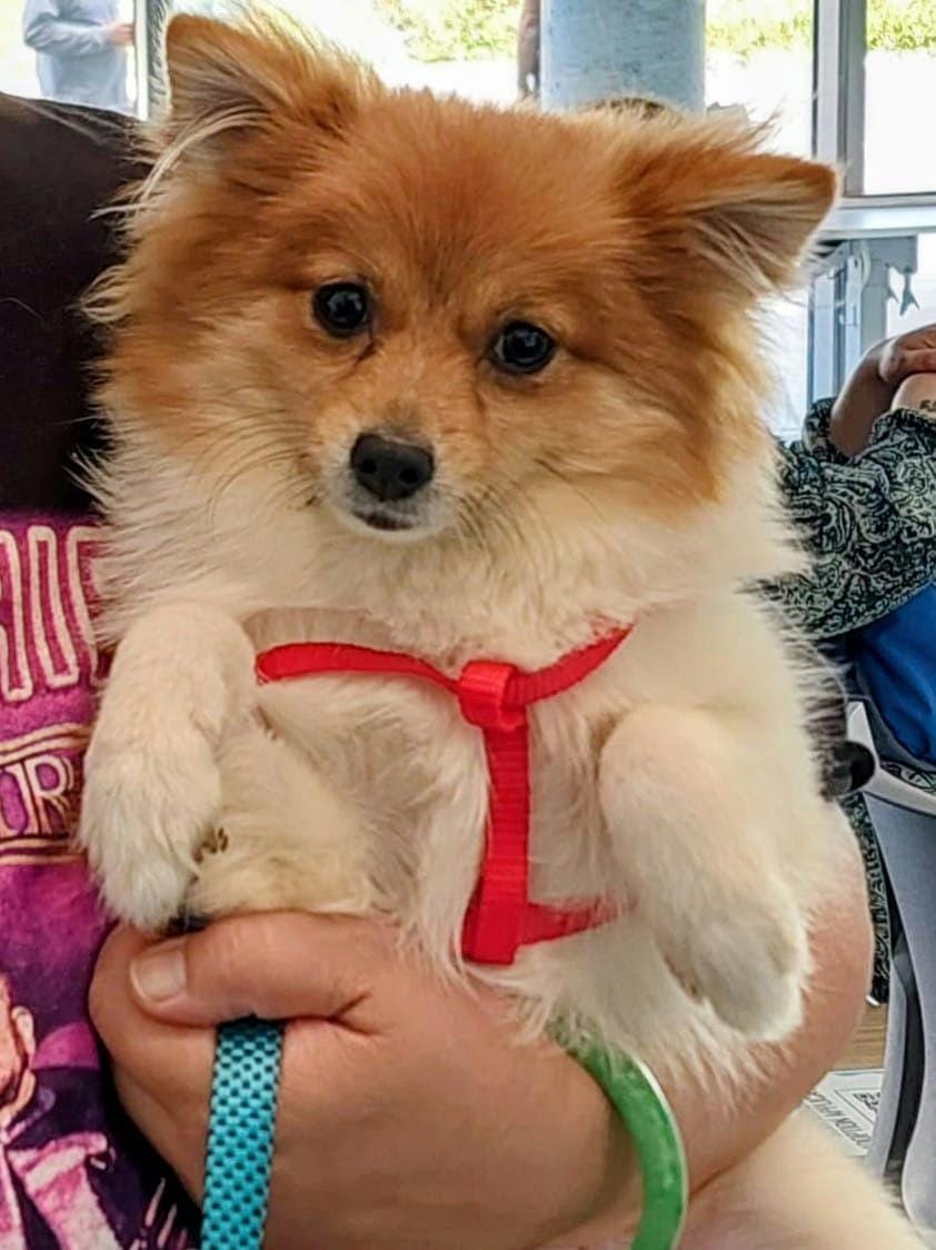 Adopt Fifi Today - Pets TheCountyOffice
