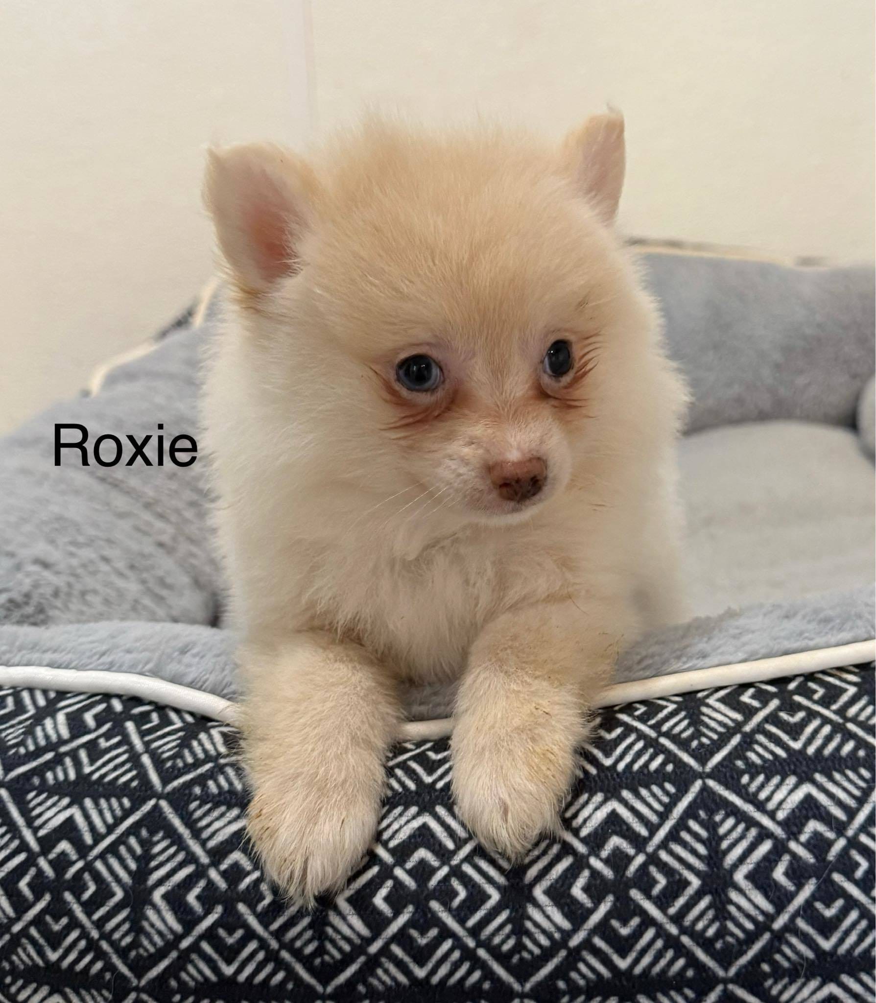 Adopt Roxie Today - Pets TheCountyOffice