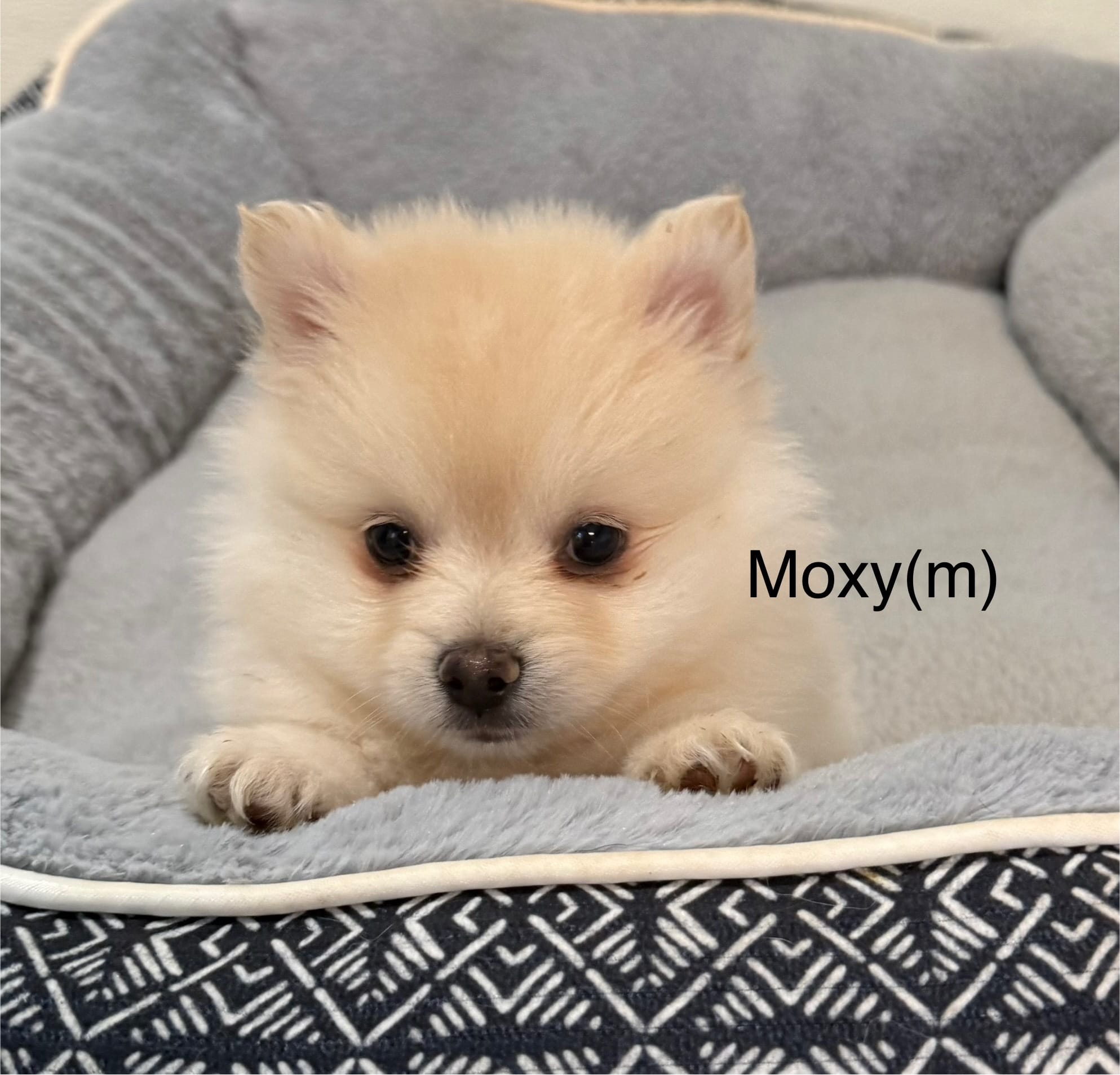 Adopt Moxy Today - Pets TheCountyOffice