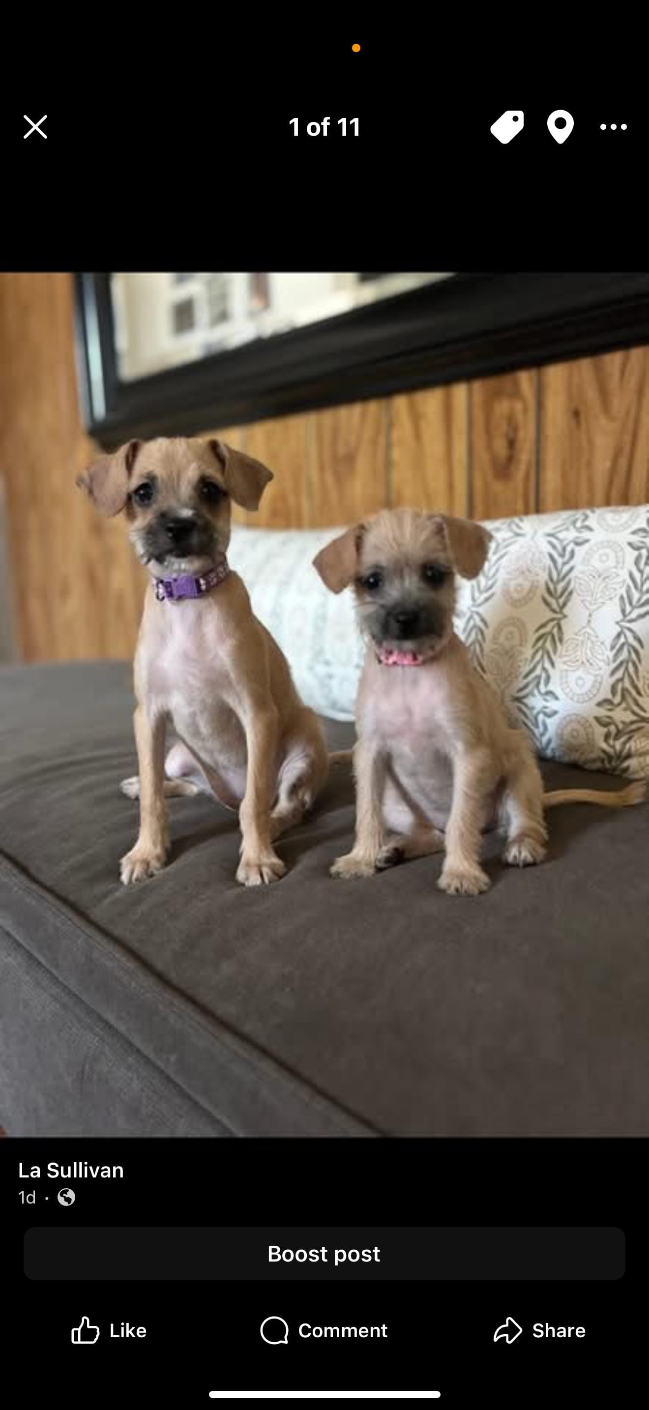 Adopt Pixie and Trixie - The Cutest Girls Today - Pets TheCountyOffice