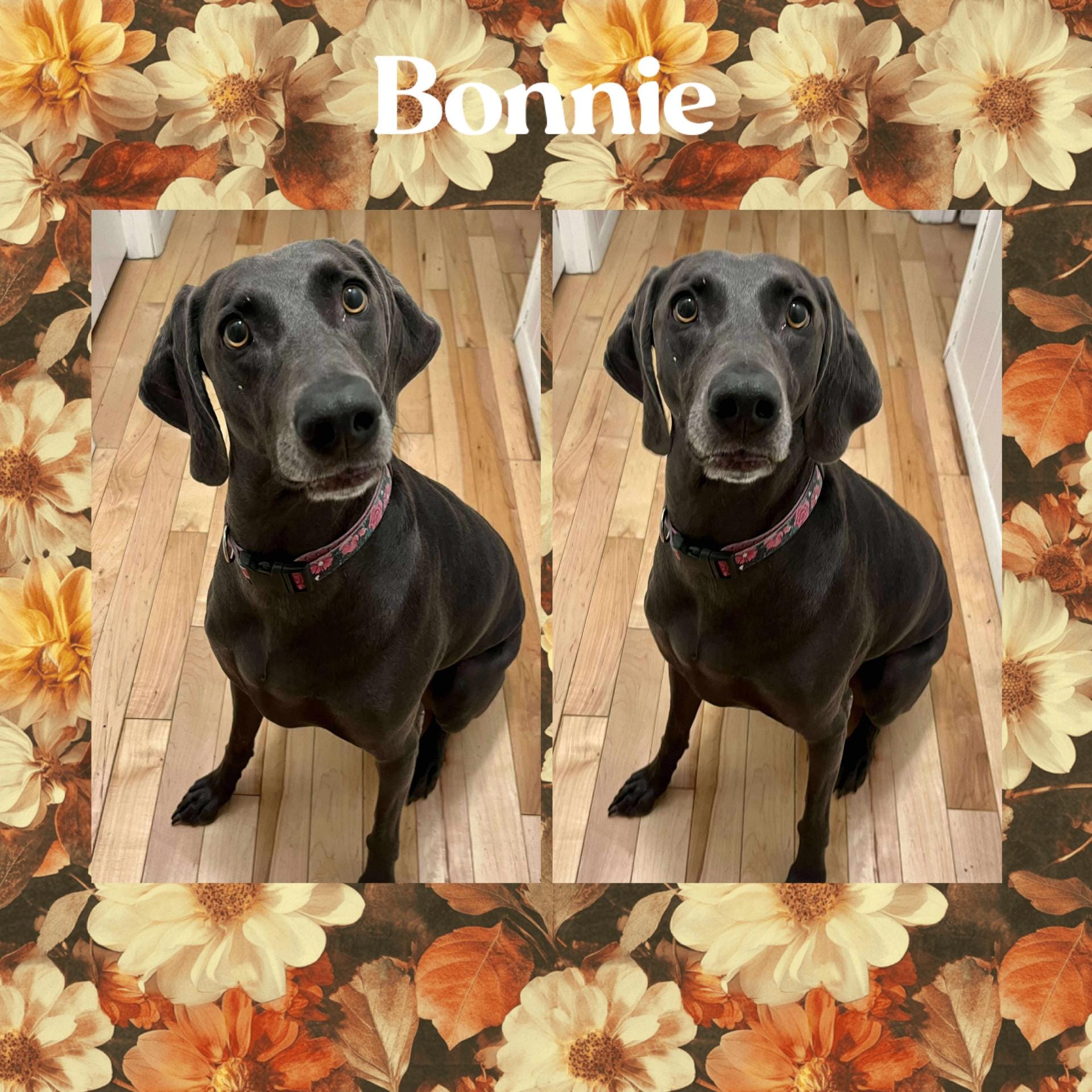 Adopt Bonnie Today - Find Paw Pal