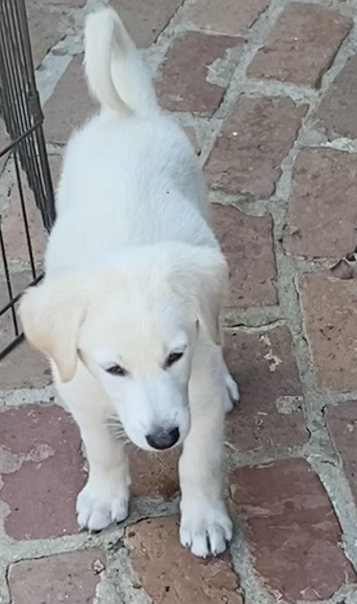 Adopt DUKE Today - Pets TheCountyOffice