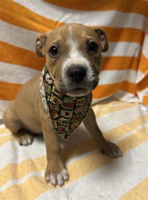 Adopt SOUTH PACIFIC OCEAN Today - Pets TheCountyOffice