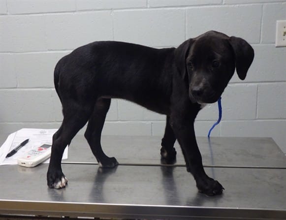 Adopt RAVEN Today - Pets TheCountyOffice