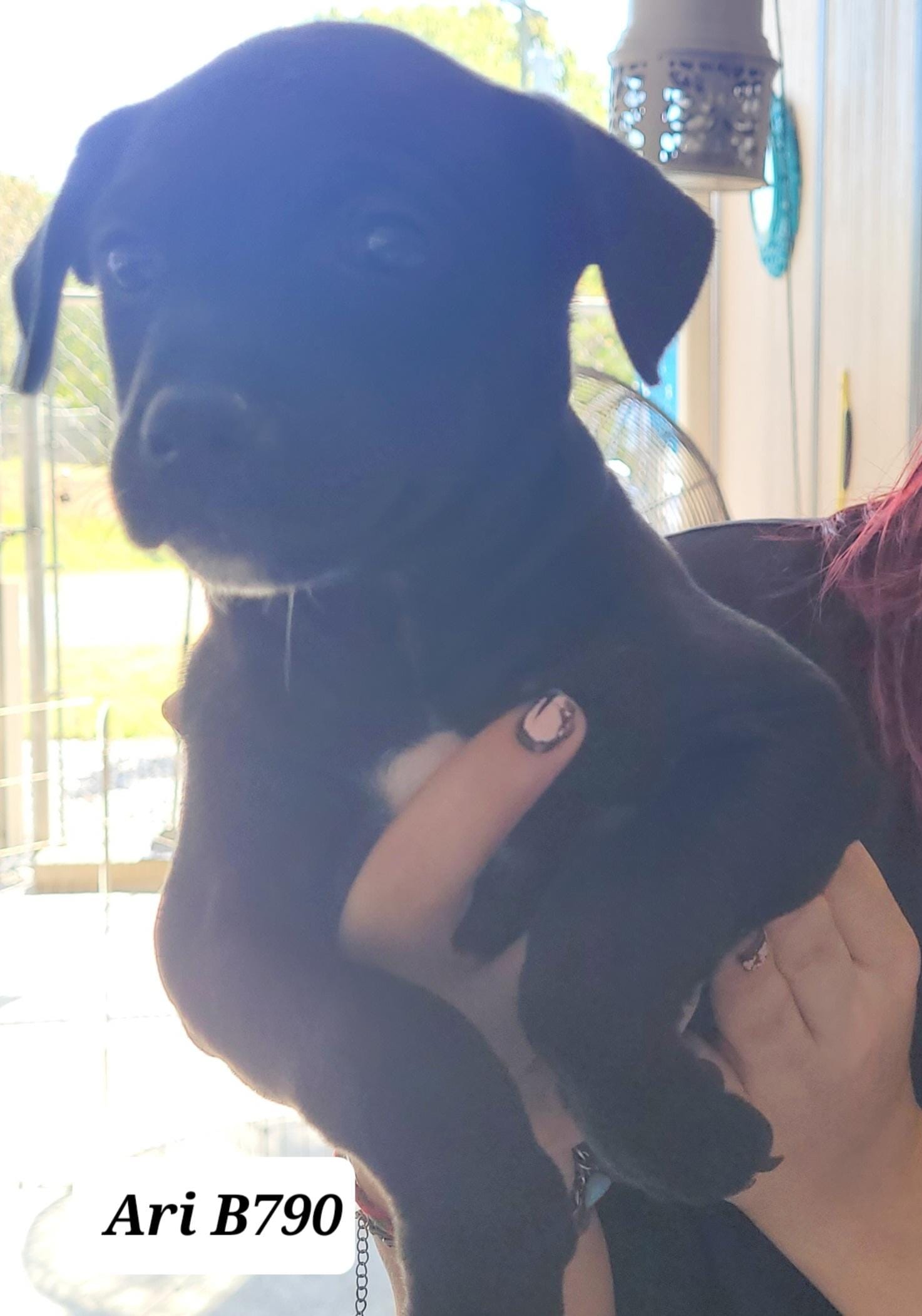 Adopt Ari Today - Pets TheCountyOffice