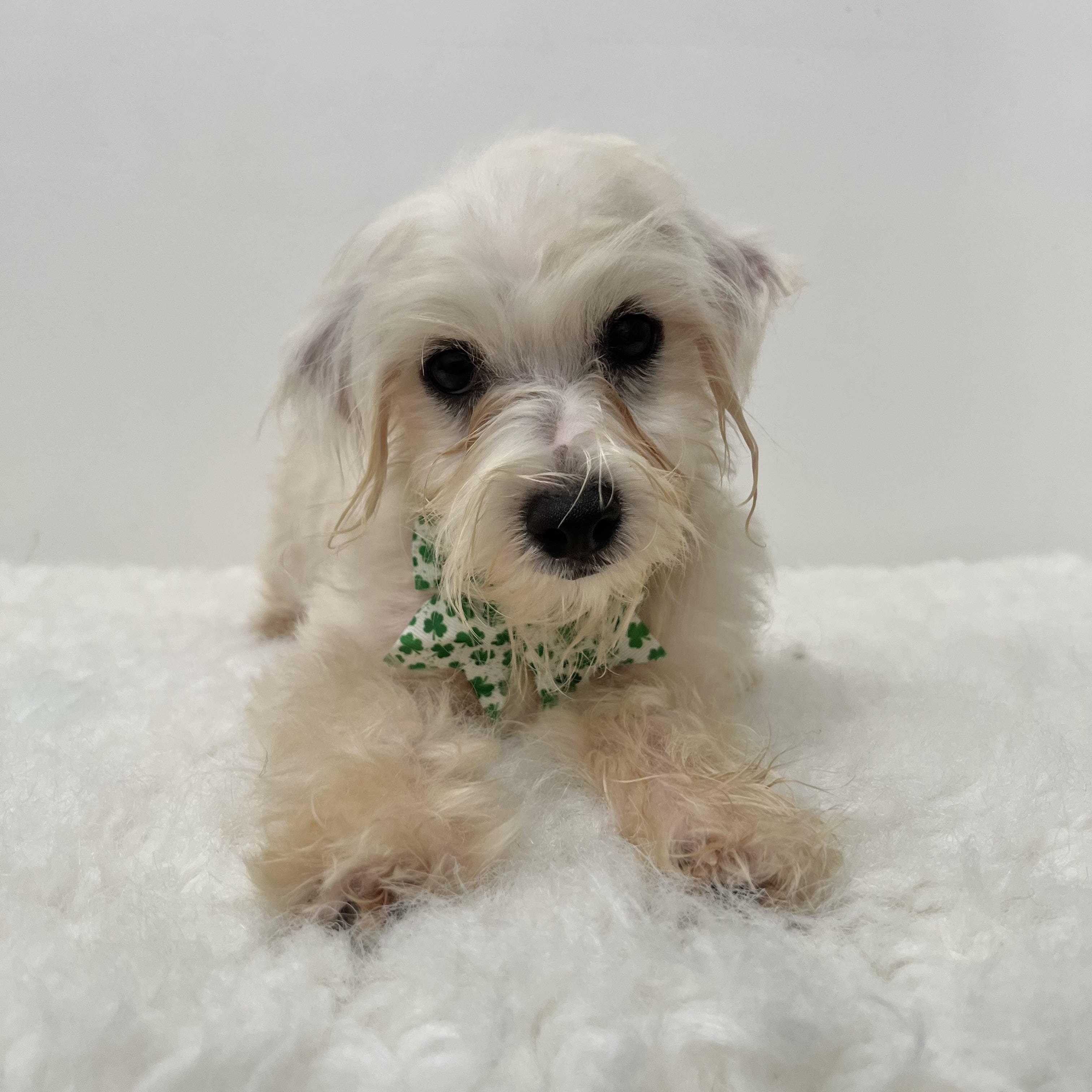 Adopt Cloud Puff Today - Pets TheCountyOffice