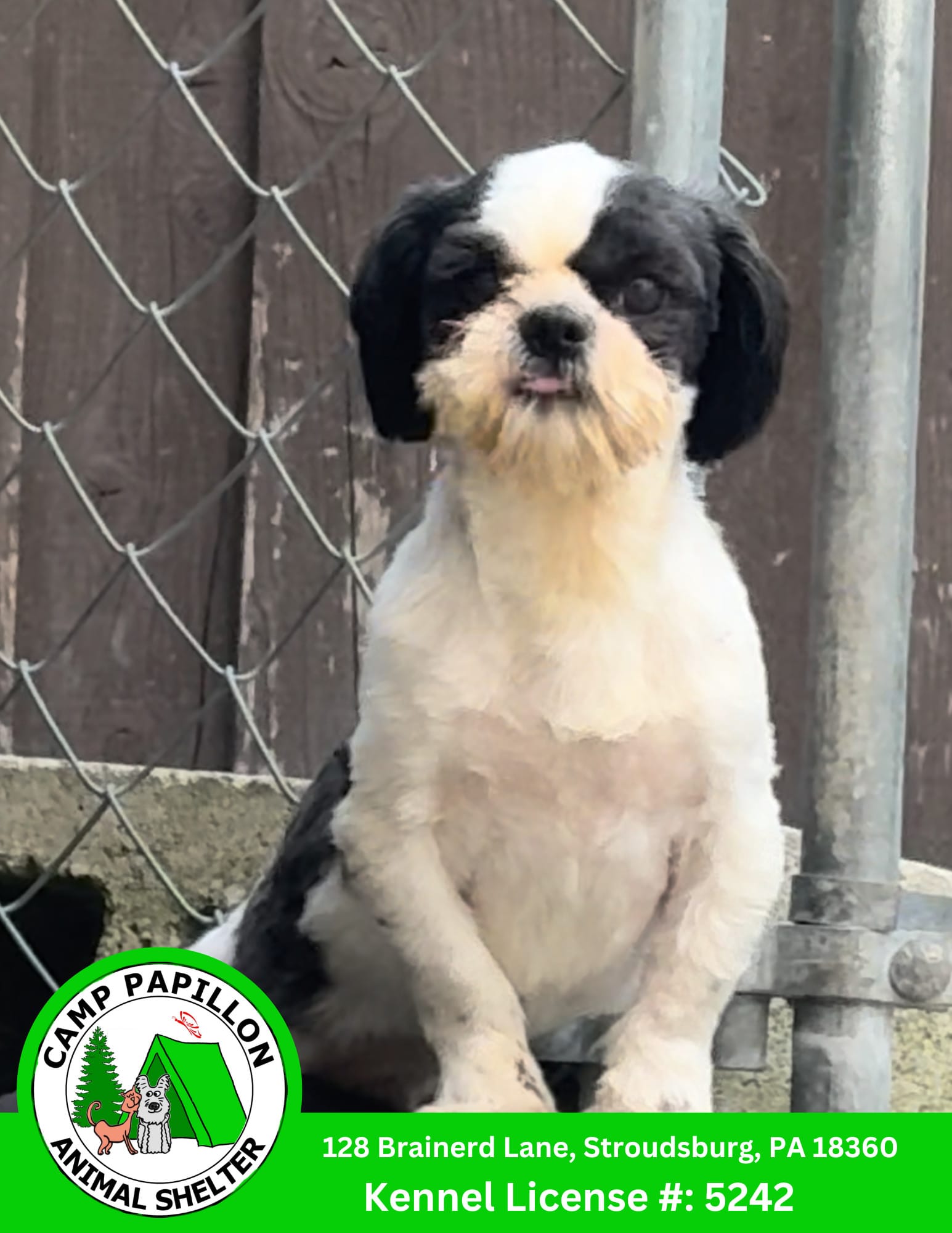 Adopt Maximus Today - Pets TheCountyOffice