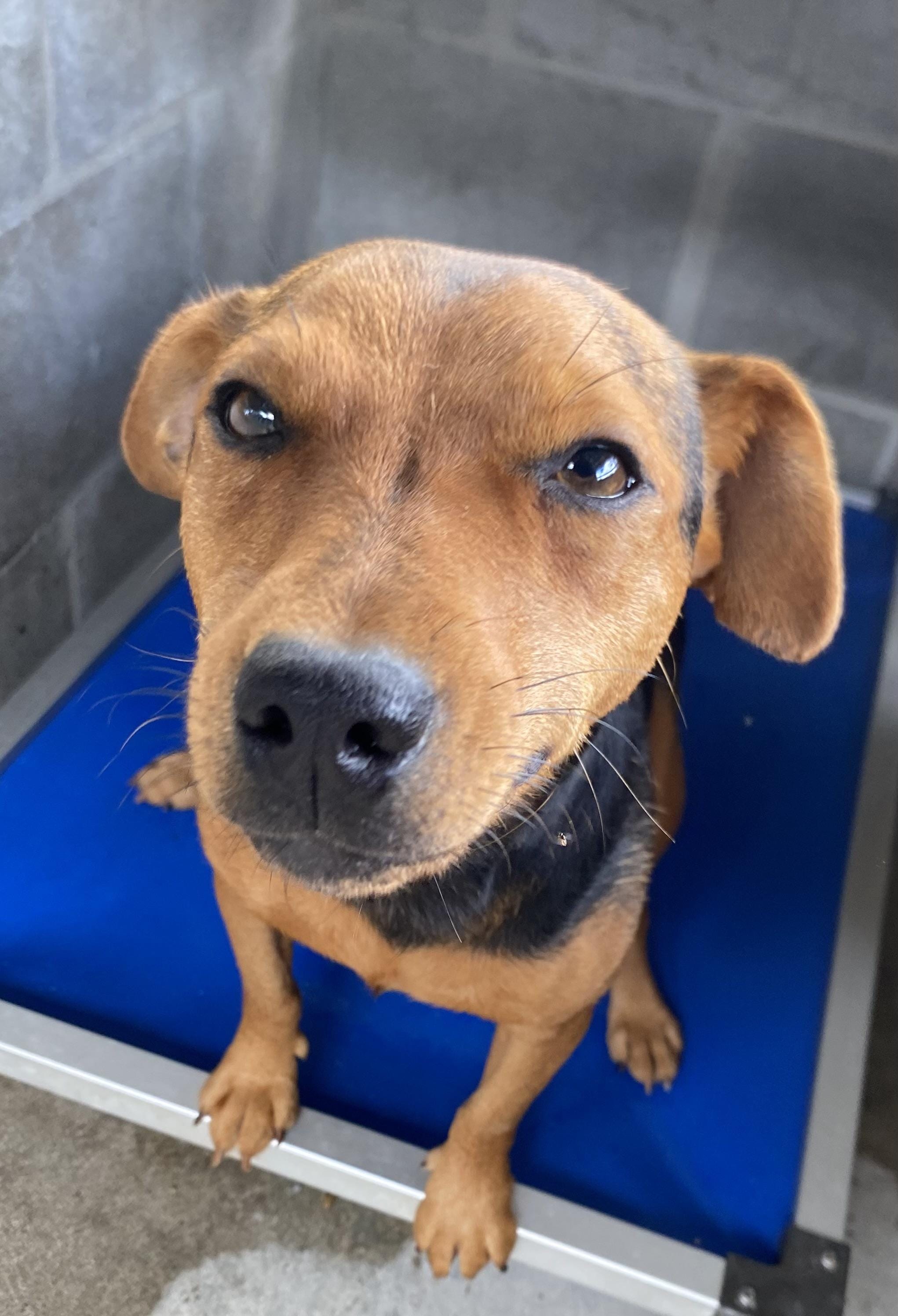 Adopt Banjo Today - Pets TheCountyOffice