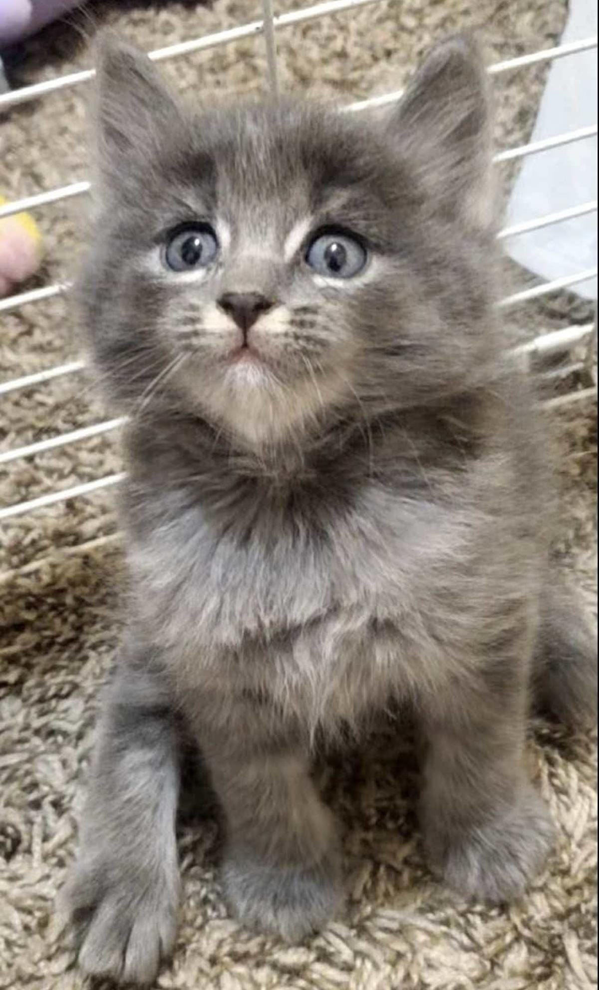 Adopt Scruffles Hearthstone Today - Pets TheCountyOffice
