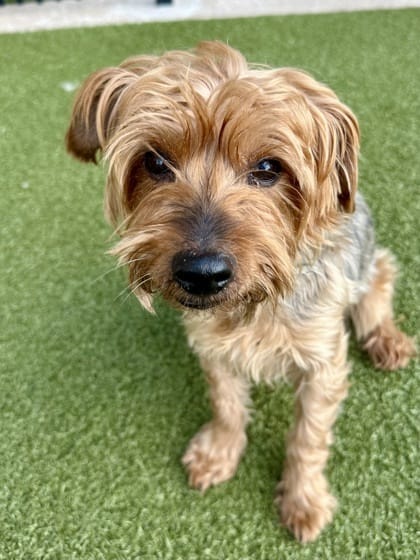Adopt Benji Today - Pets TheCountyOffice