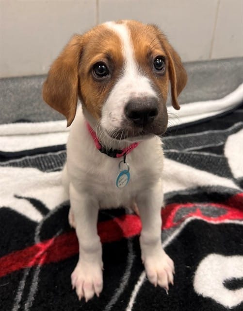 Adopt ASPEN Today - Pets TheCountyOffice