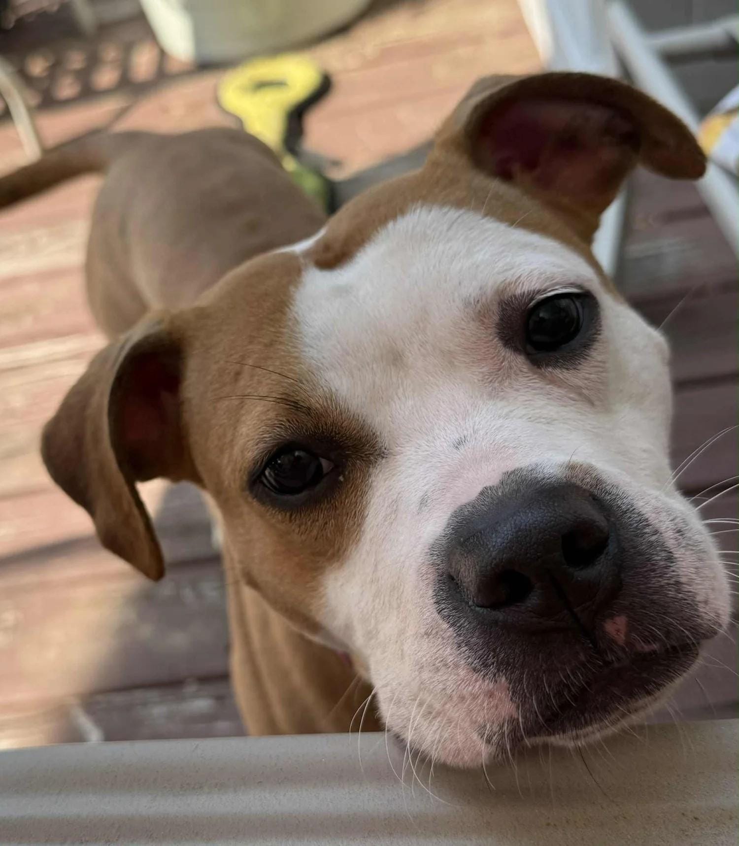 SPCA Near Me - Find Paw Pal