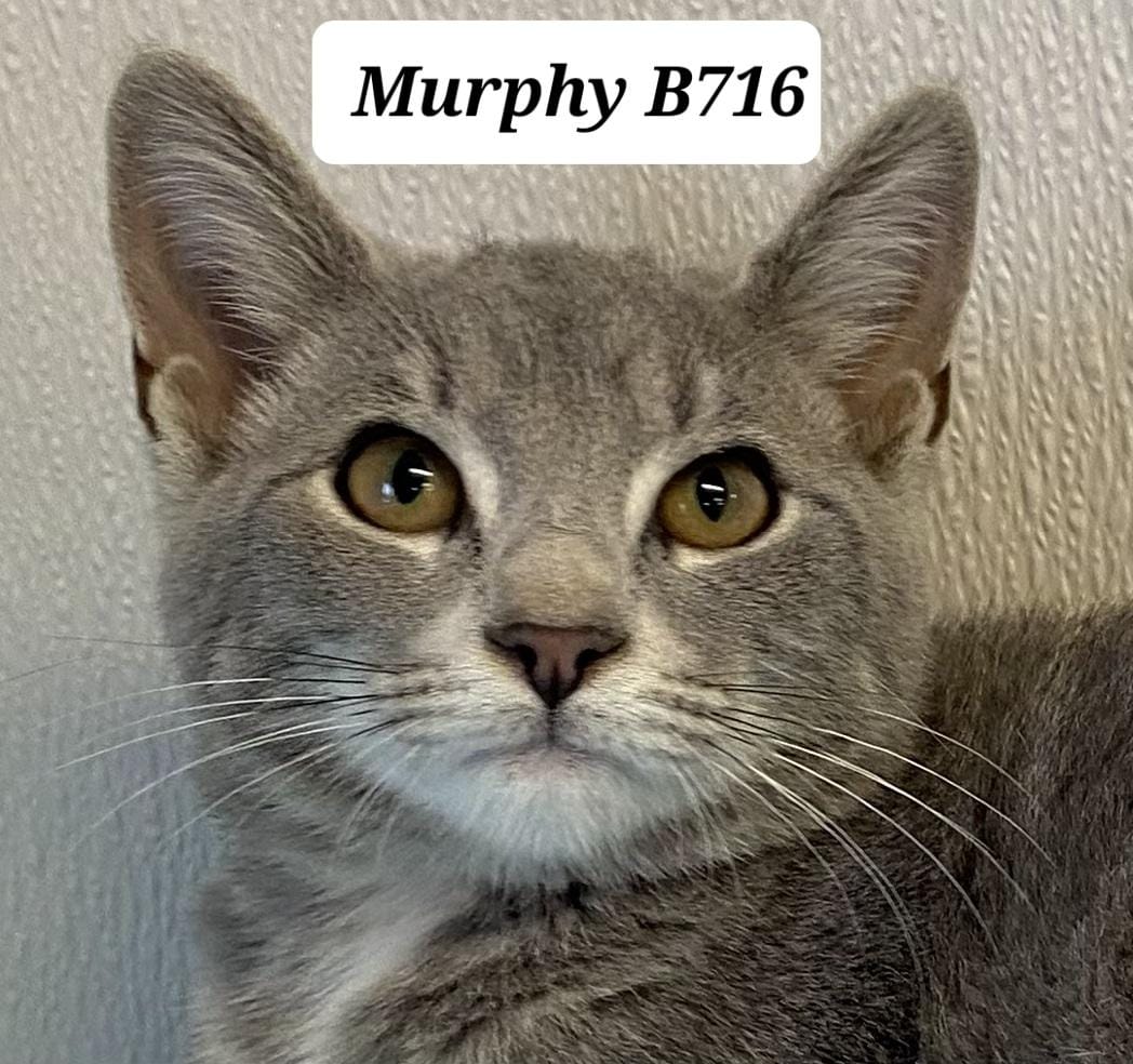 Adopt Murphy Today - Pets TheCountyOffice