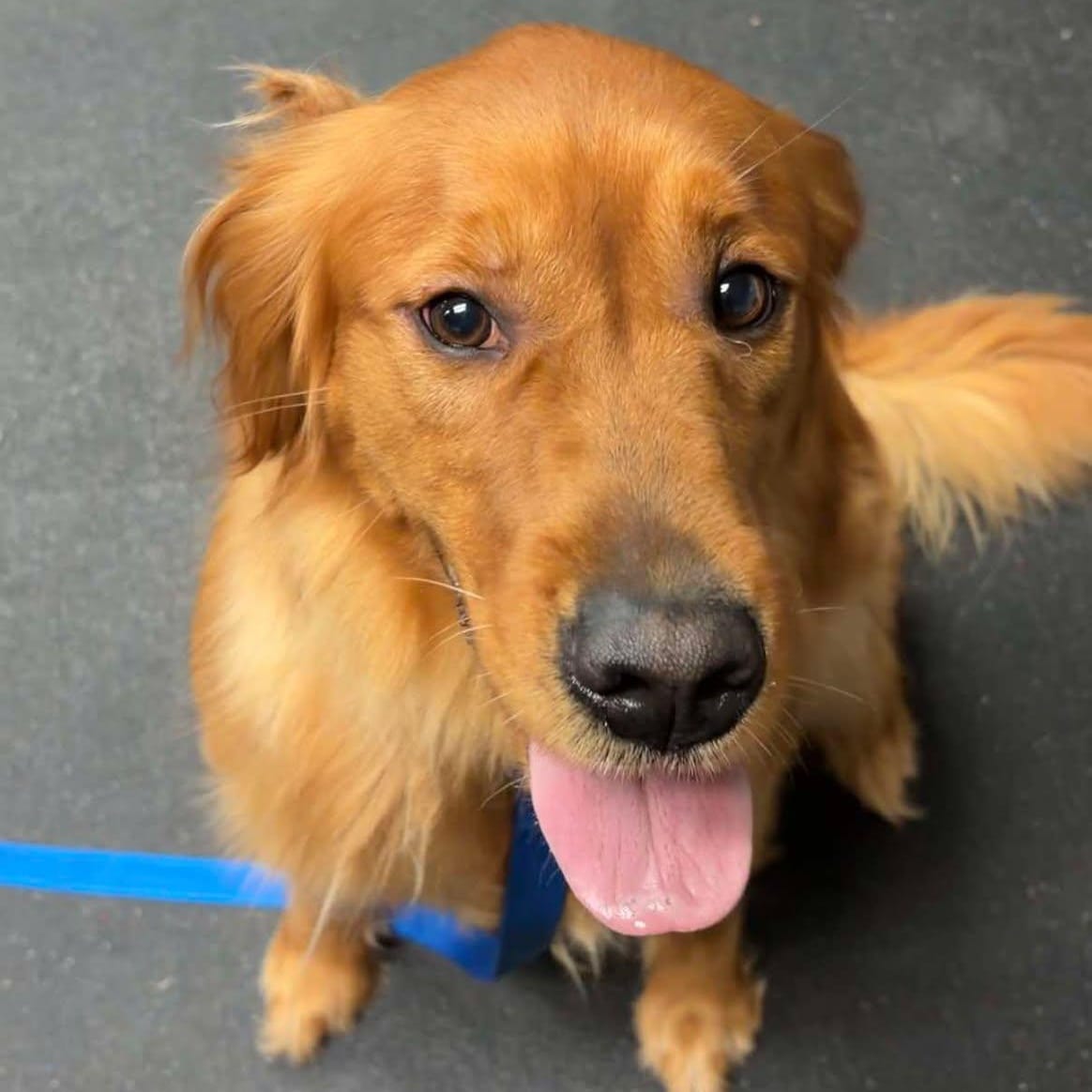 Humane Society Near Me - Find Paw Pal