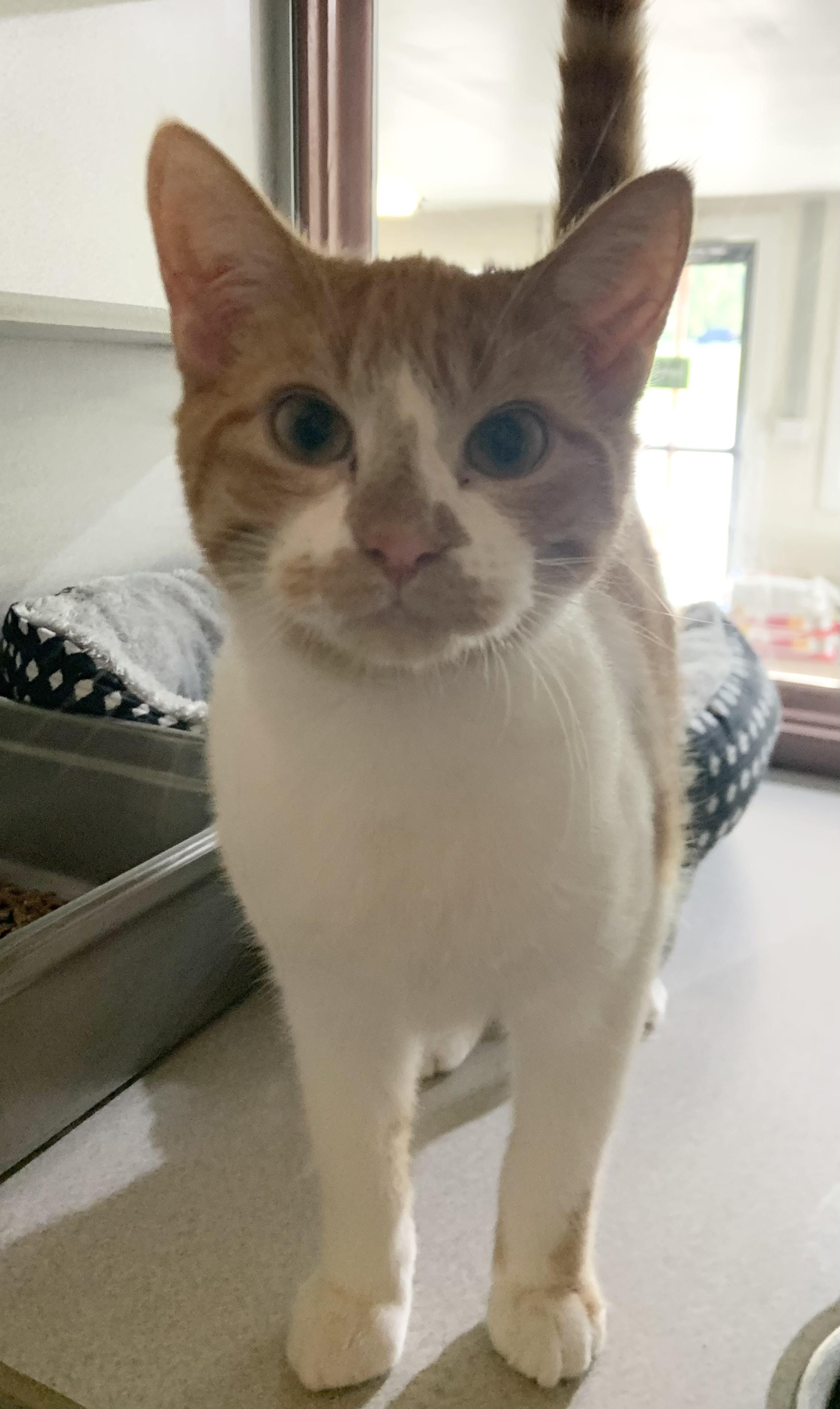 SPCA Near Me - Find Paw Pal