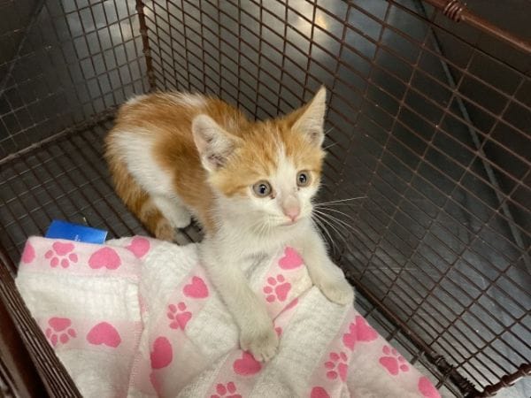 Humane Society Near Me - Find Paw Pal
