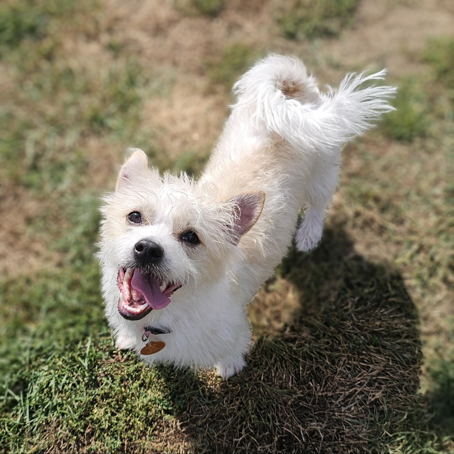 Adopt MISS RASCAL Today - Find Paw Pal