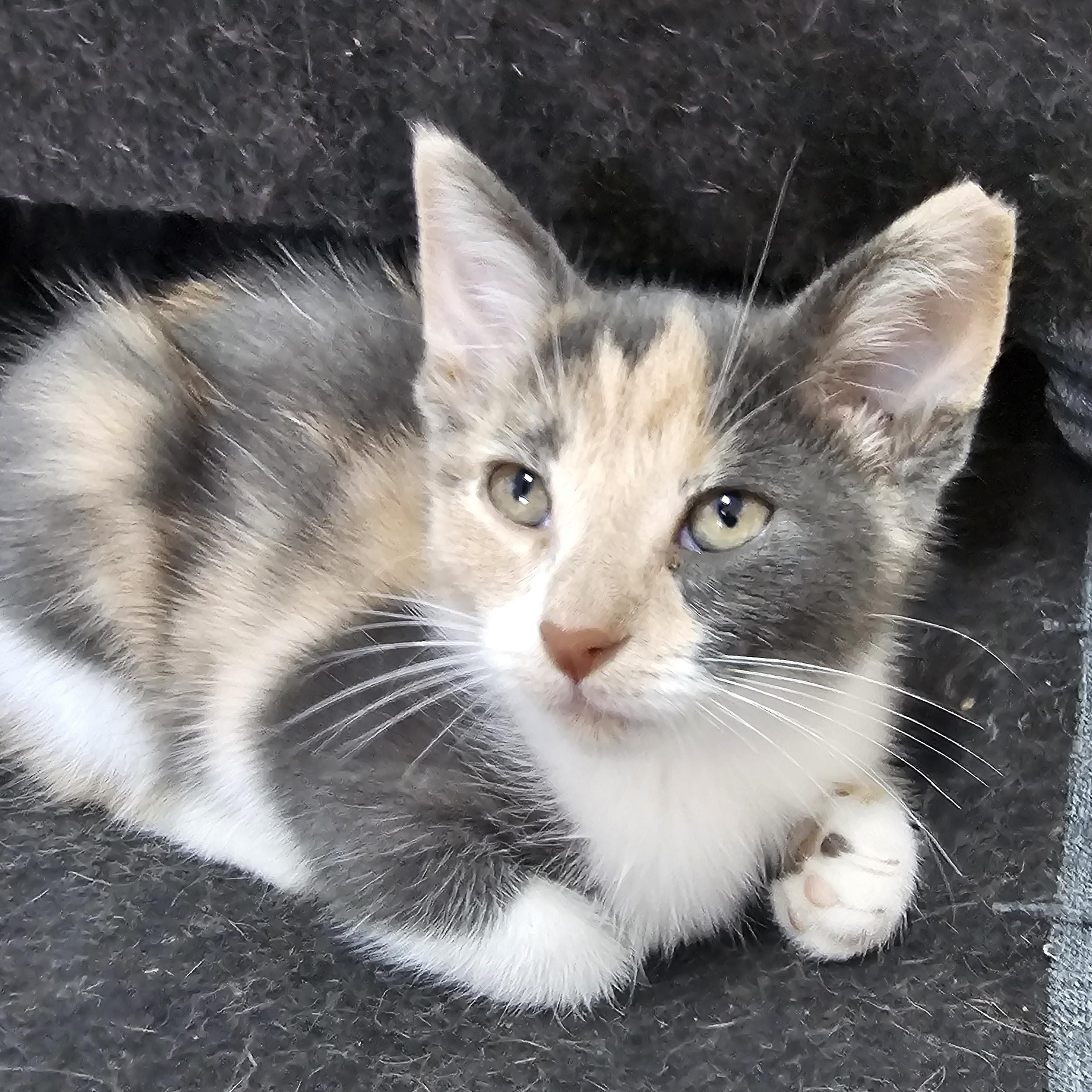 Adopt Phoenix Today - Find Paw Pal