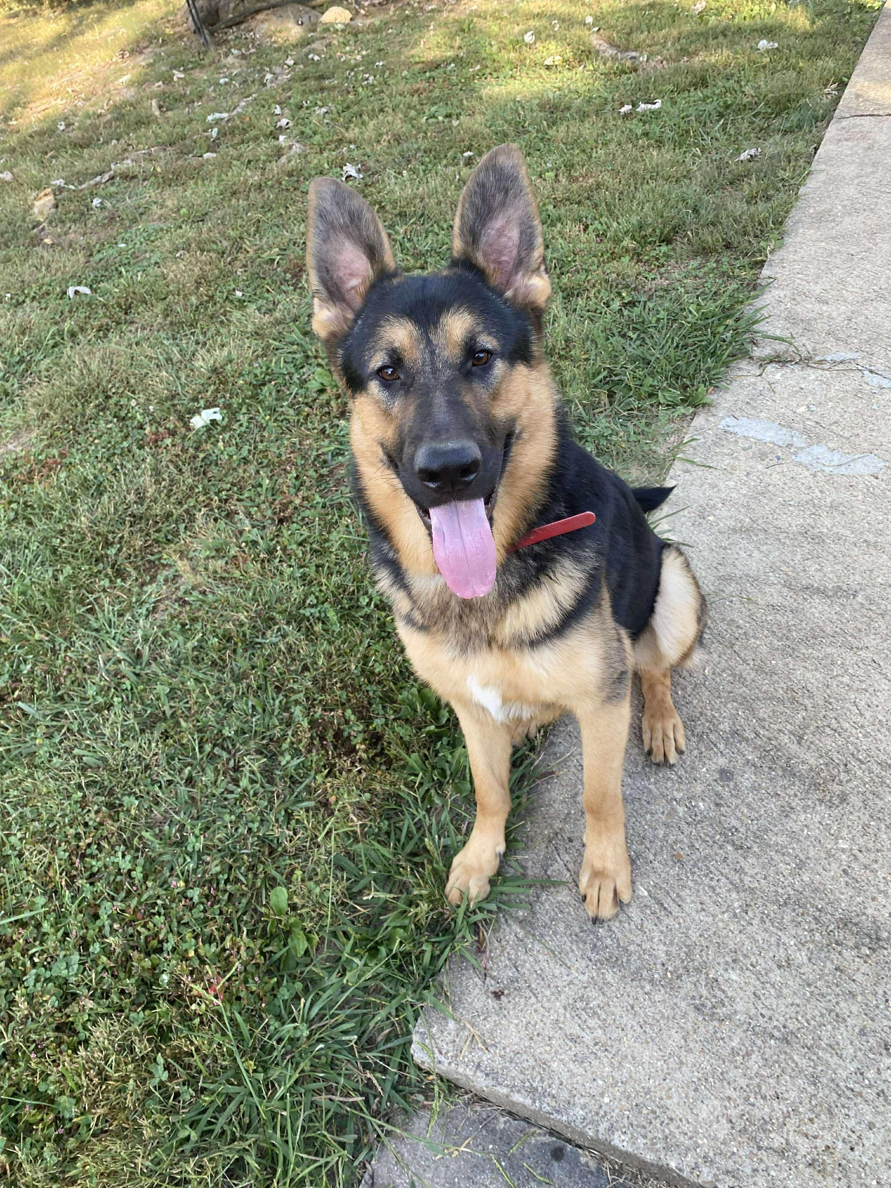 Adopt Noah Today - Find Paw Pal