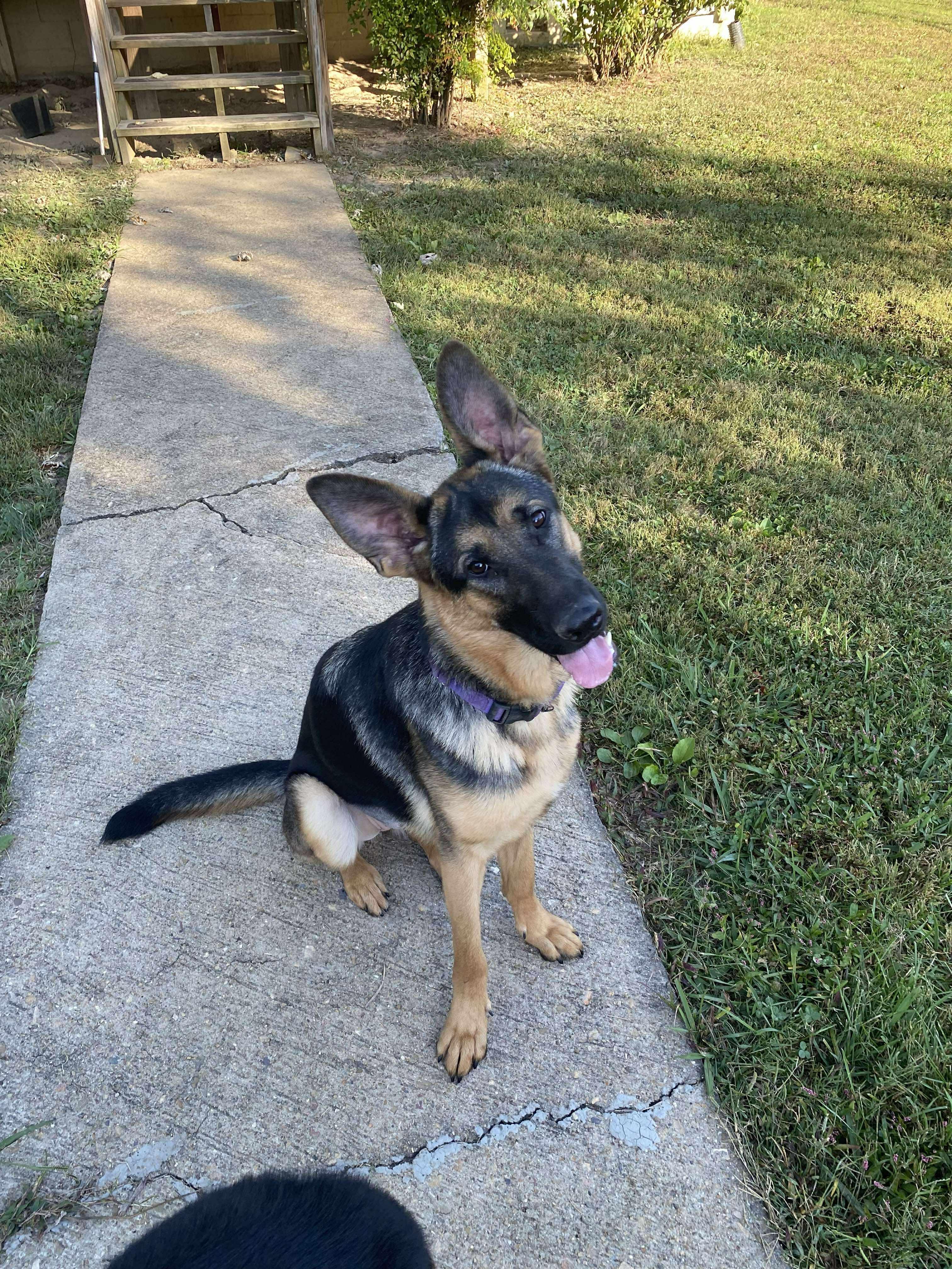 Adopt Sheba Today - Find Paw Pal