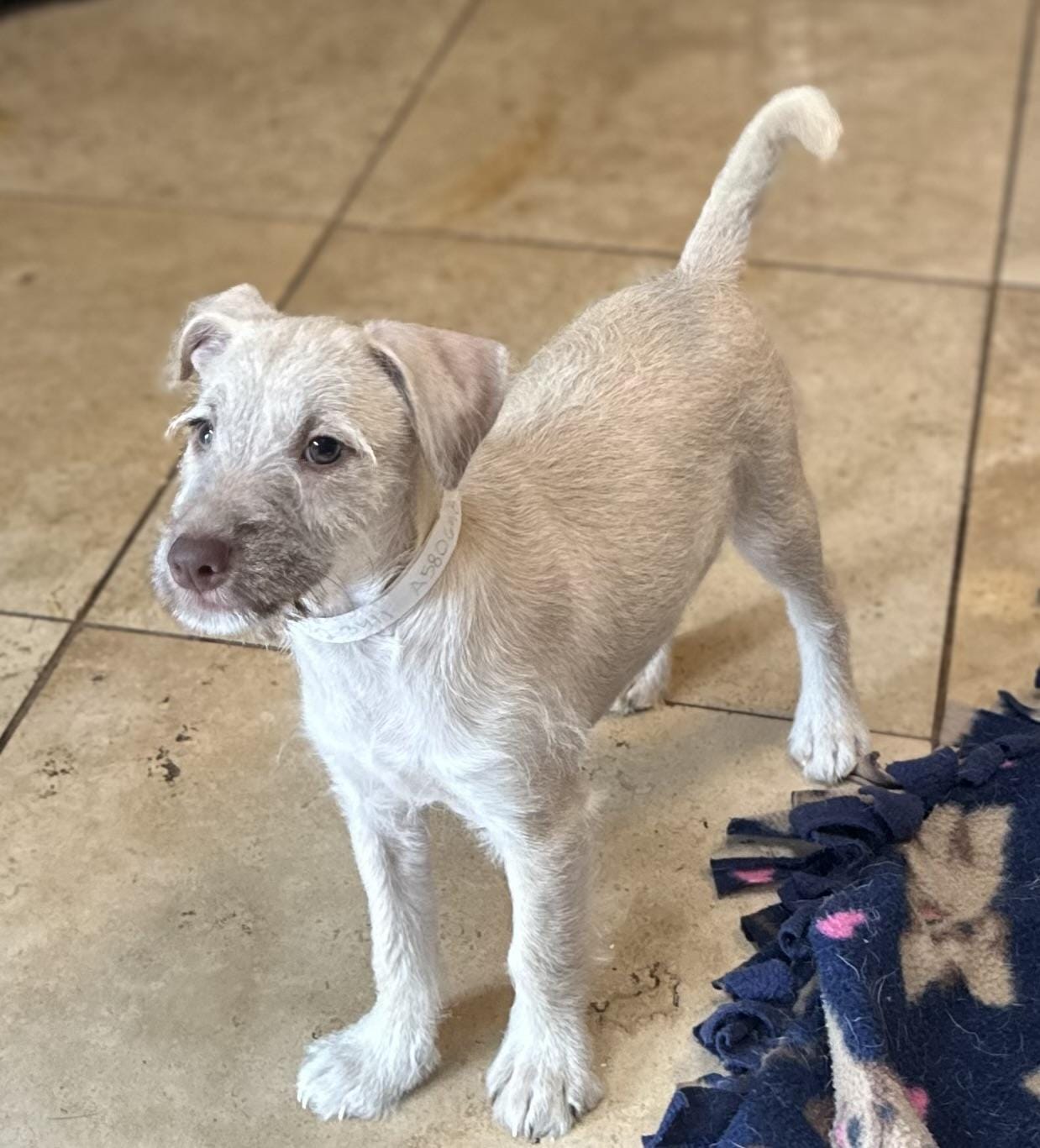 Adopt Kevin Today - Find Paw Pal