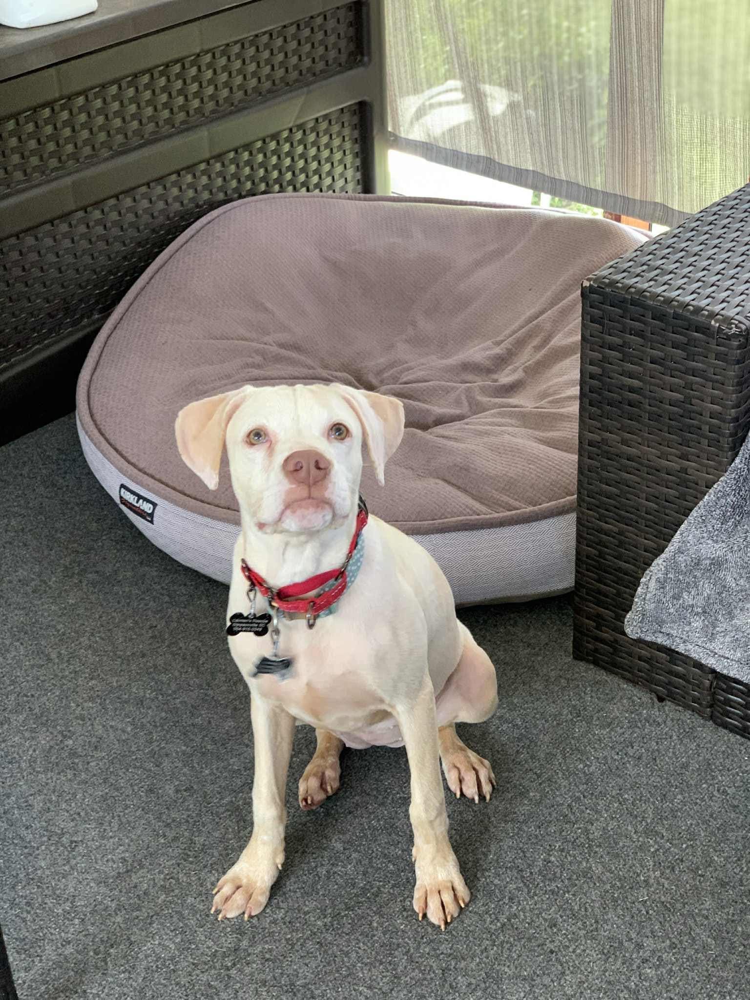 Adopt Mary Poppins Today - Find Paw Pal