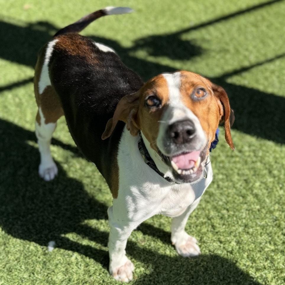 Adopt Mommy Molly Today - Find Paw Pal