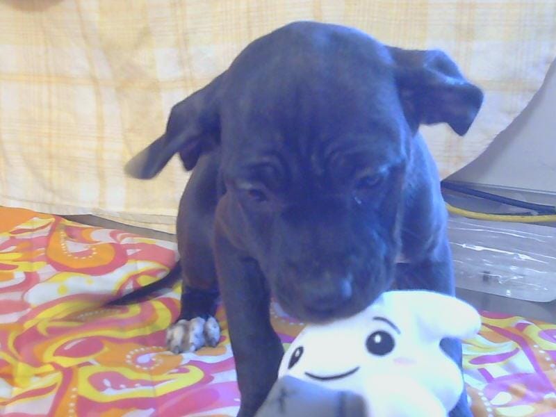 Adopt MICHELLE Today - Find Paw Pal