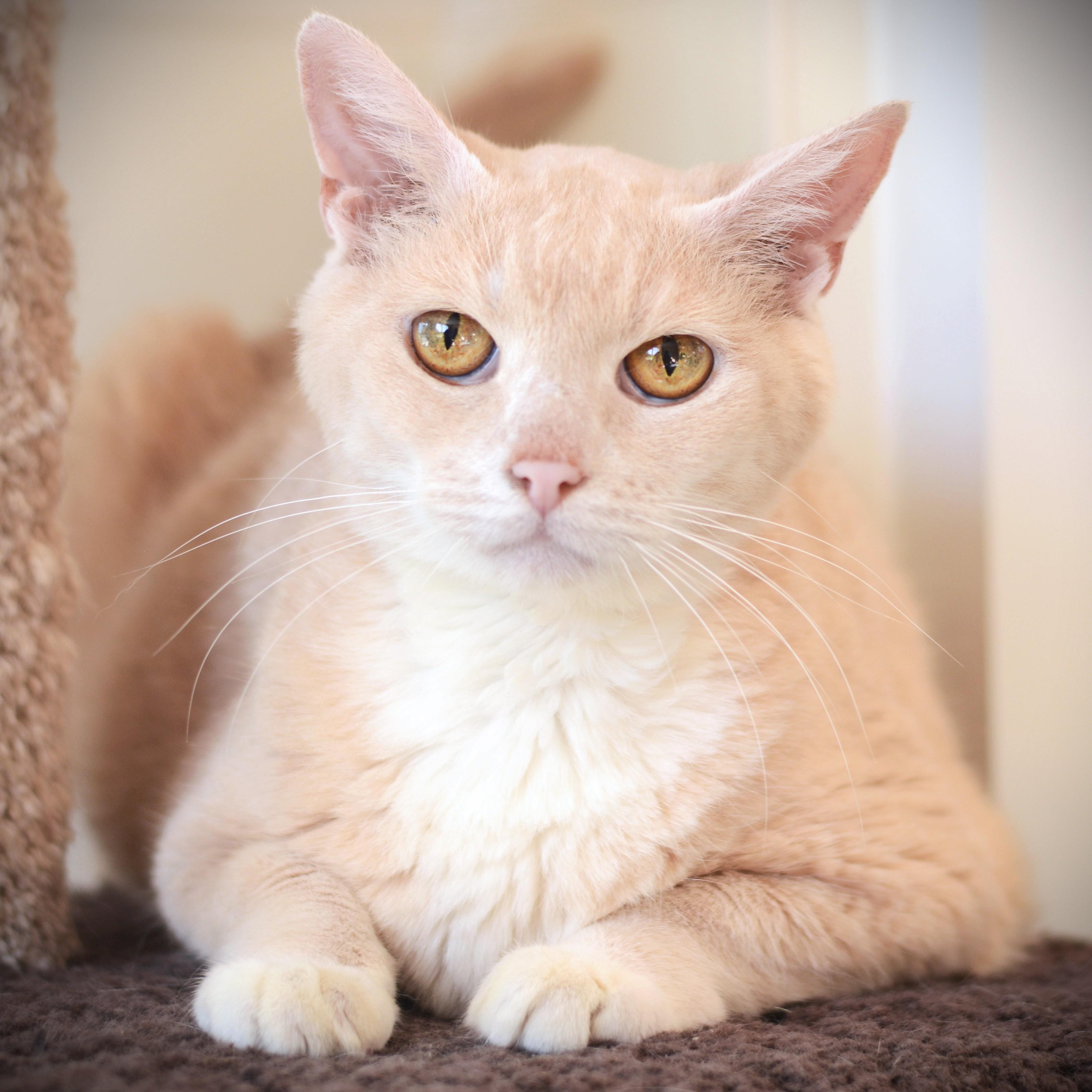 Adopt Spaz Today - Find Paw Pal