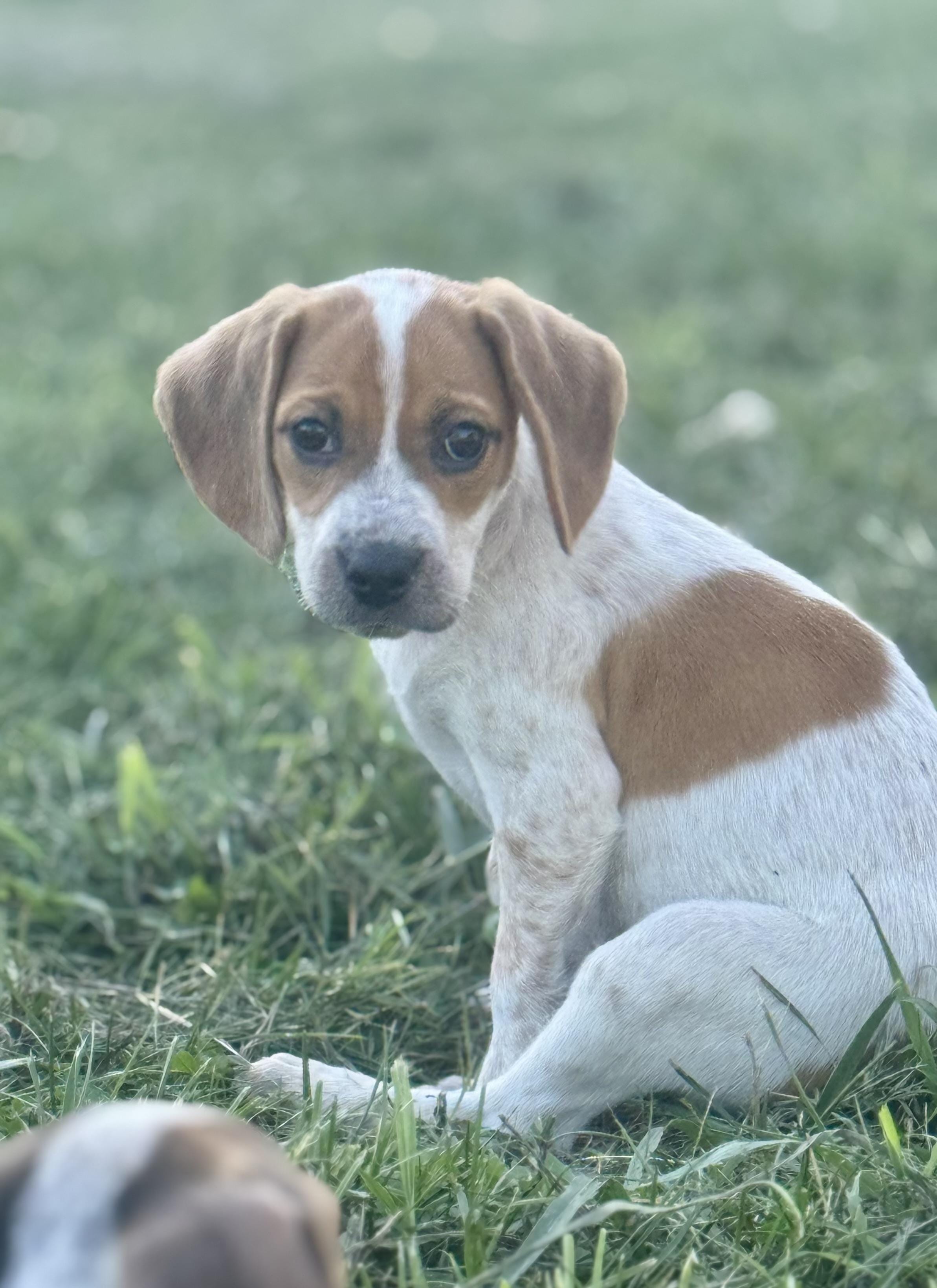 Adopt TATE Today - Find Paw Pal