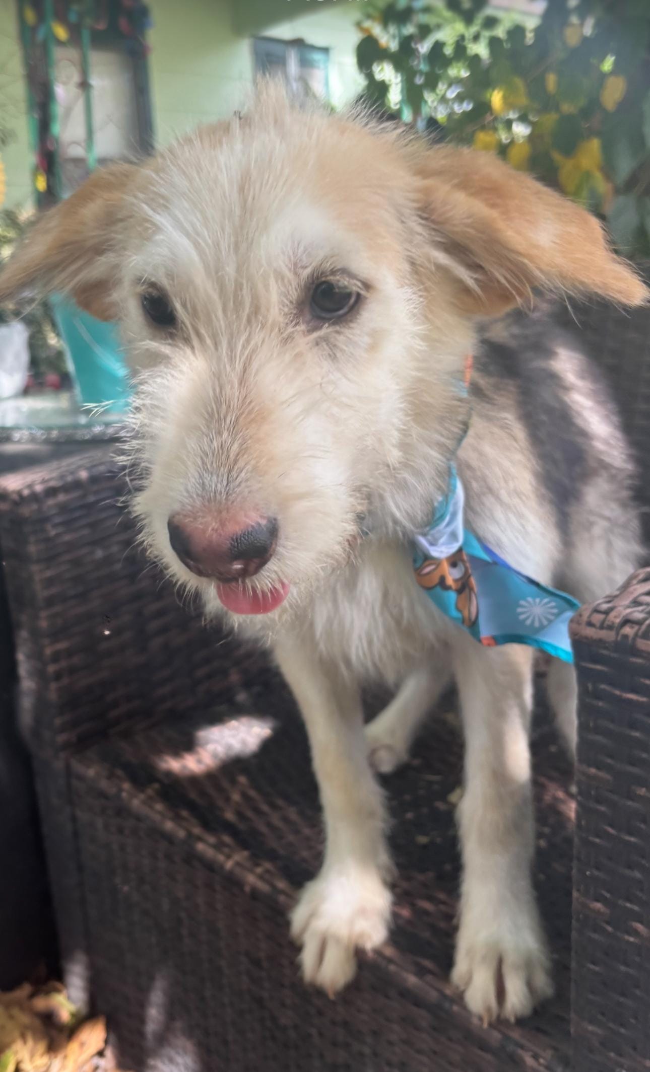 Adopt Candy corn Today - Find Paw Pal